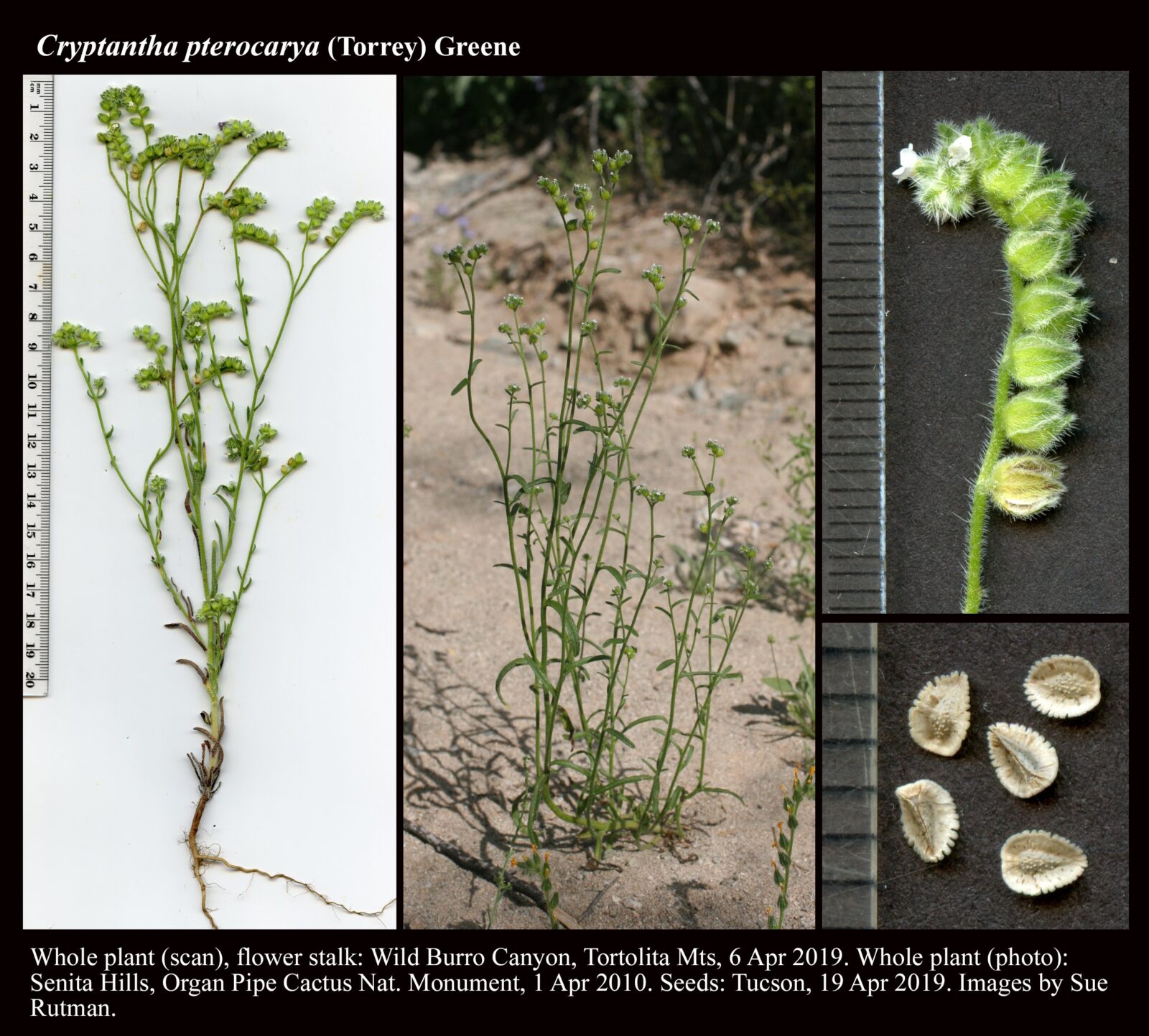 Cryptantha pterocarya : The Arizona Native Plant Society
