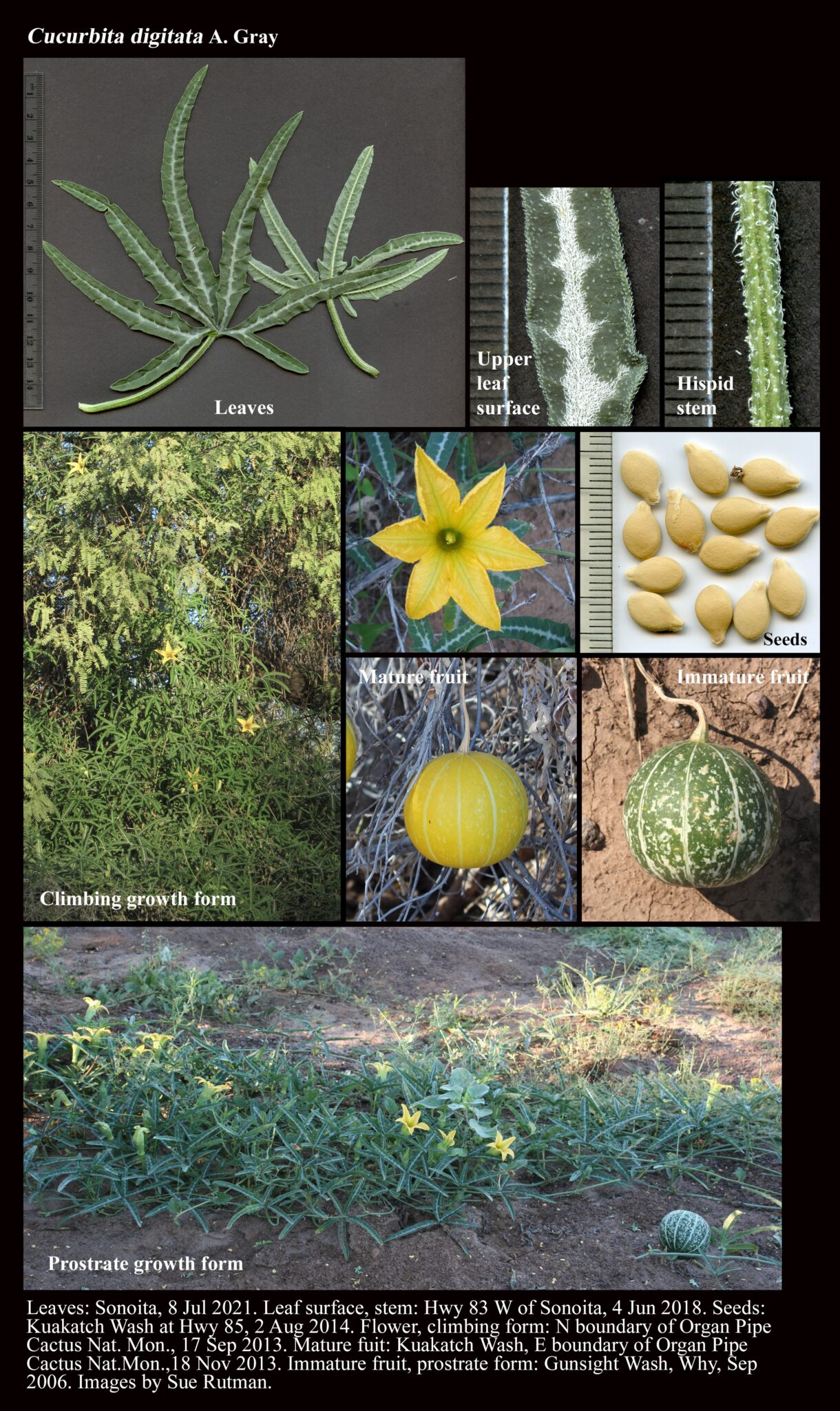 Cucurbita digitata : The Arizona Native Plant Society