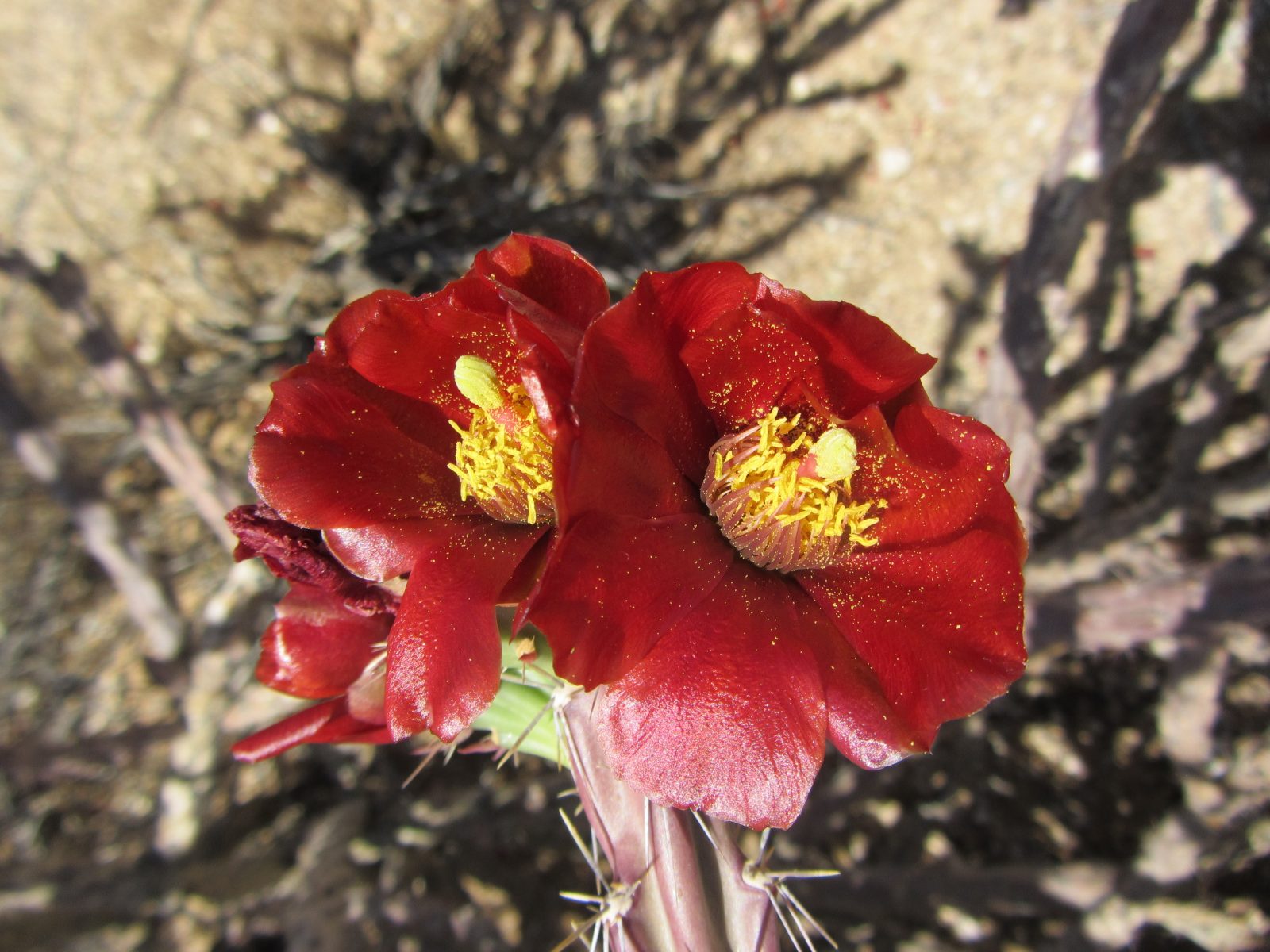 Buck-horn Cholla : The Arizona Native Plant Society