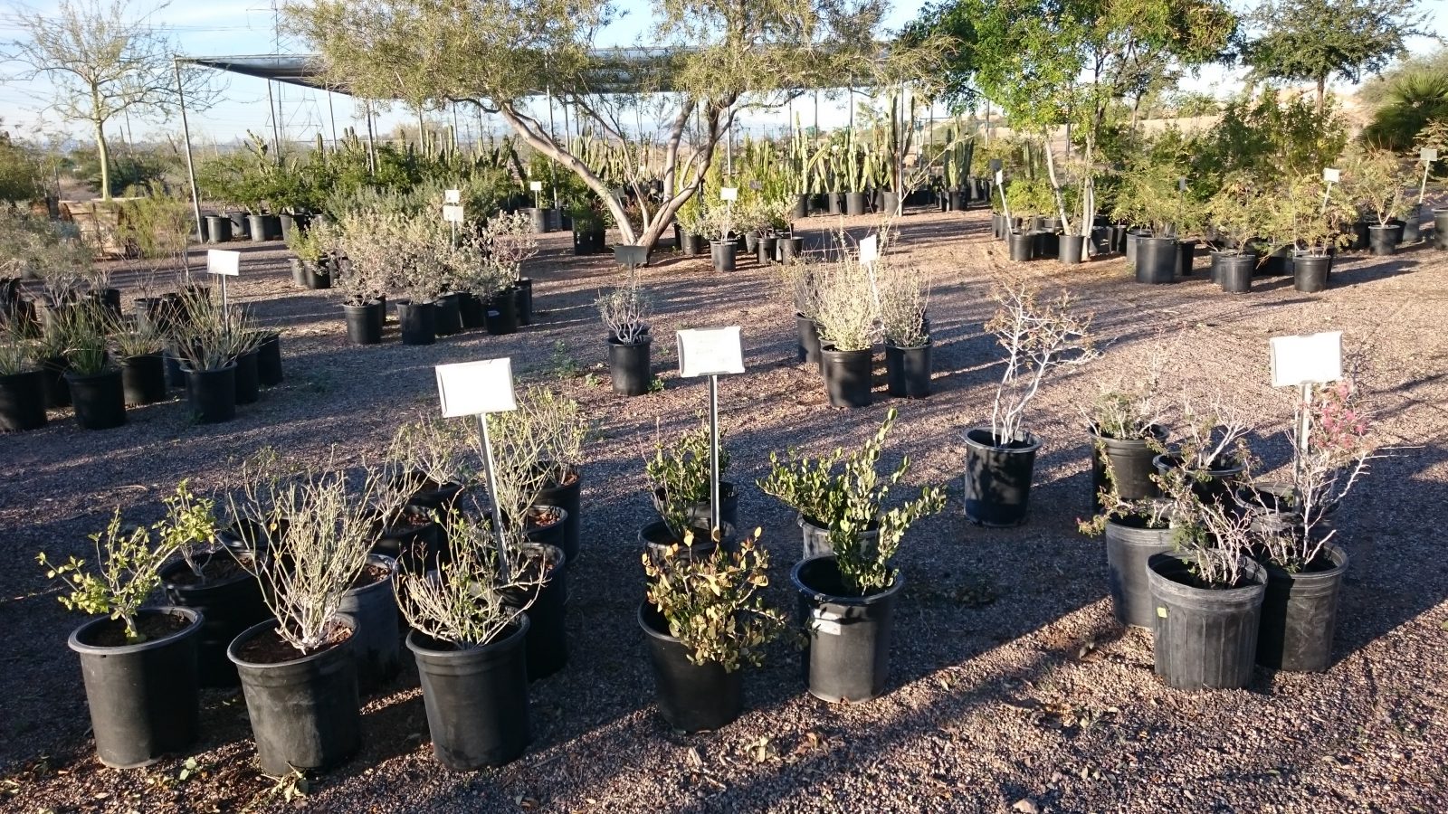 Phoenix : The Arizona Native Plant Society