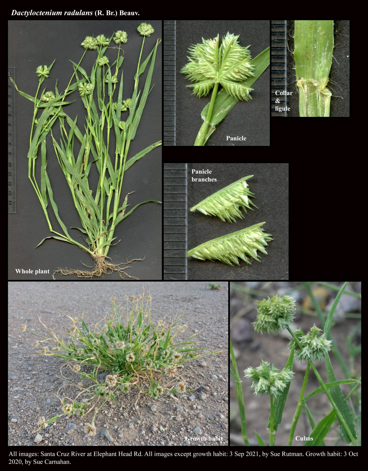 Dactyloctenium radulans : The Arizona Native Plant Society