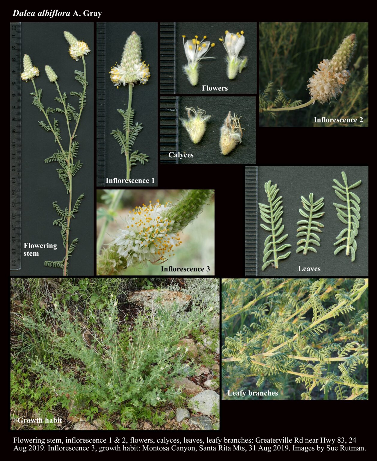Dalea albiflora : The Arizona Native Plant Society