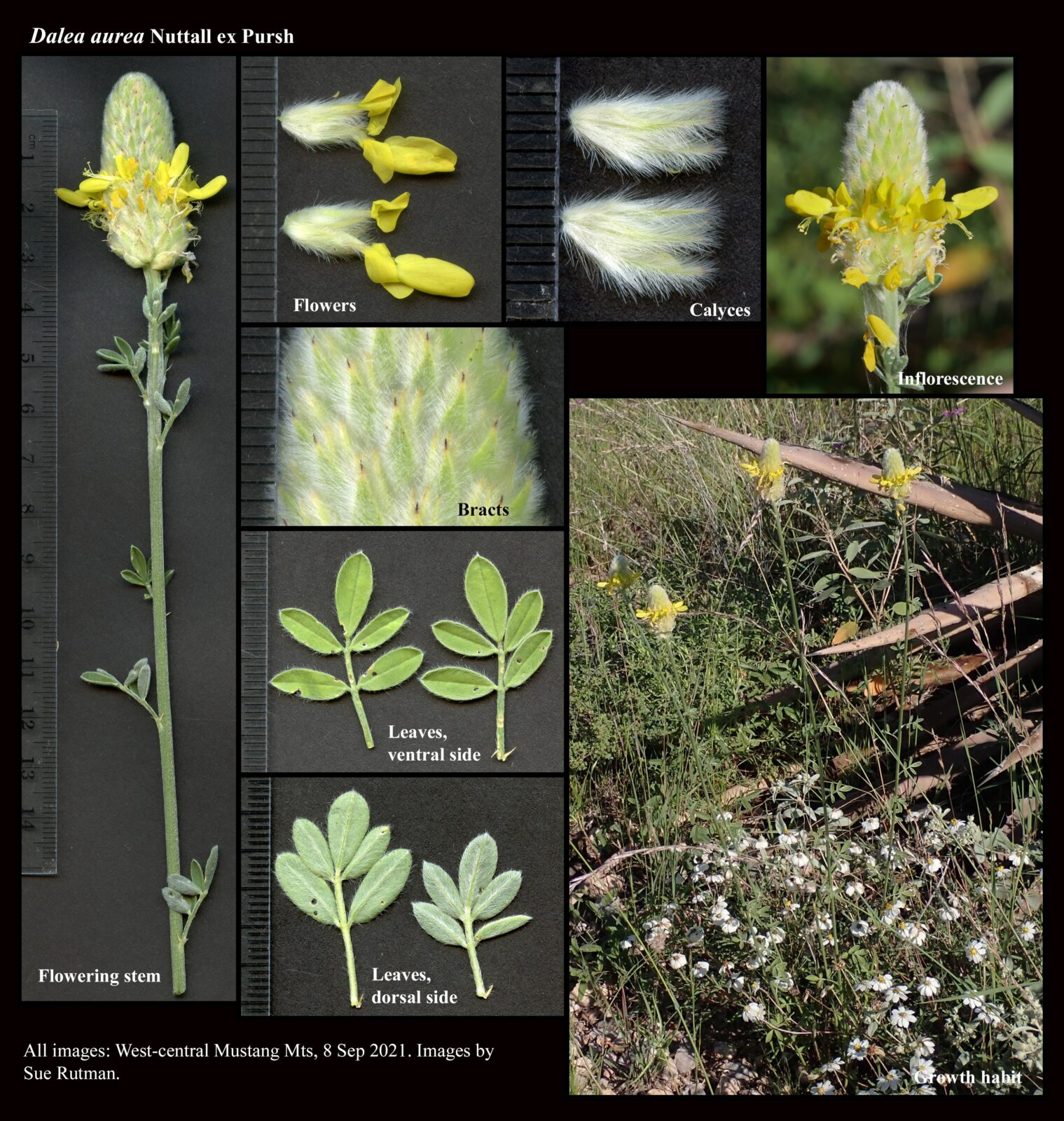 Dalea aurea : The Arizona Native Plant Society