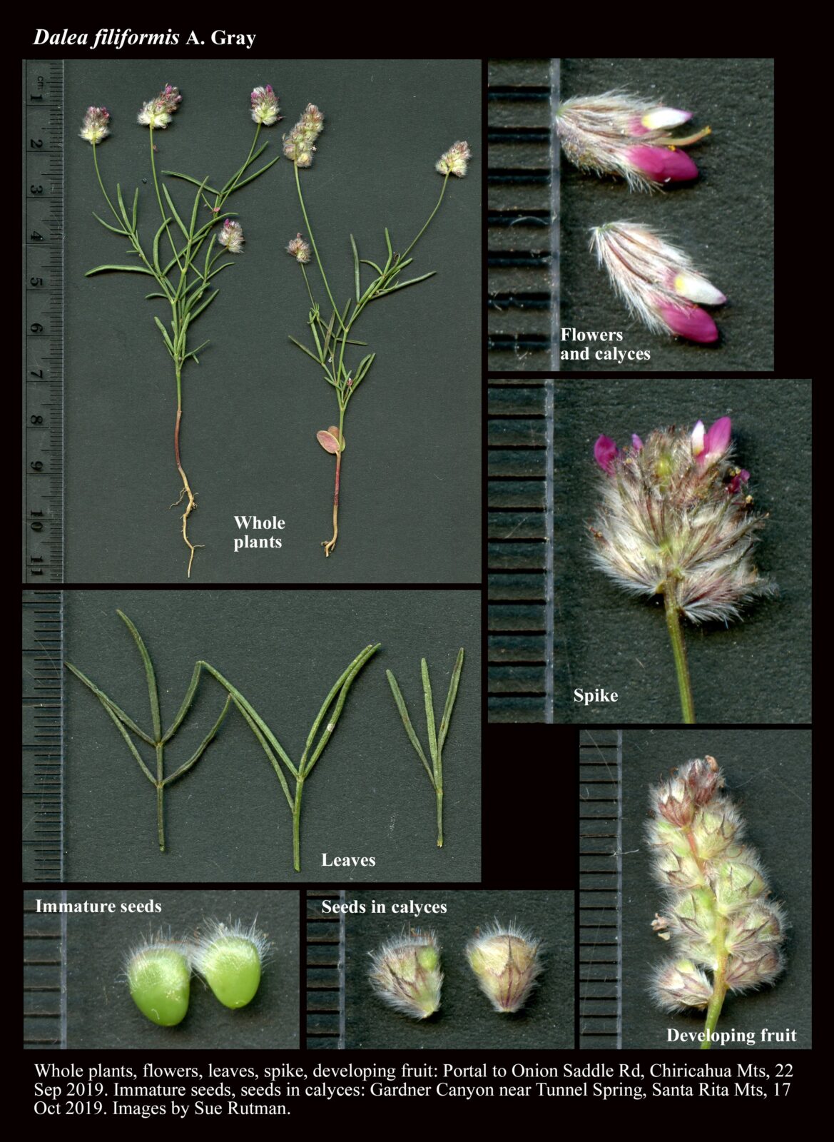 Dalea filiformis : The Arizona Native Plant Society