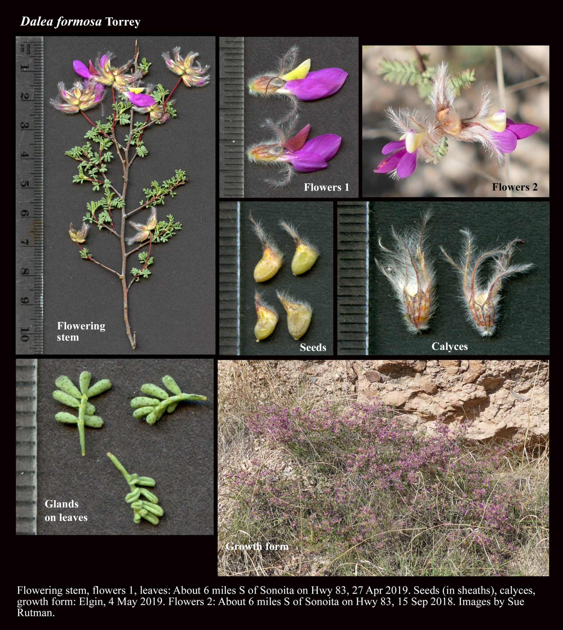 Dalea formosa : The Arizona Native Plant Society