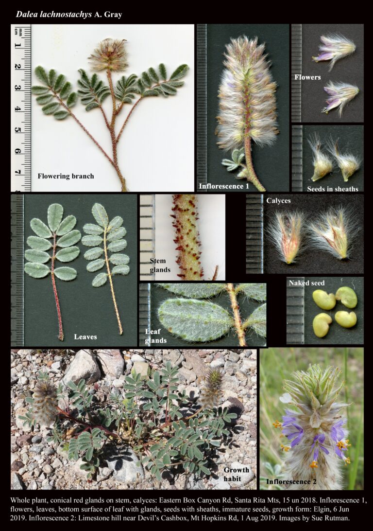 Dalea lachnostachys : The Arizona Native Plant Society