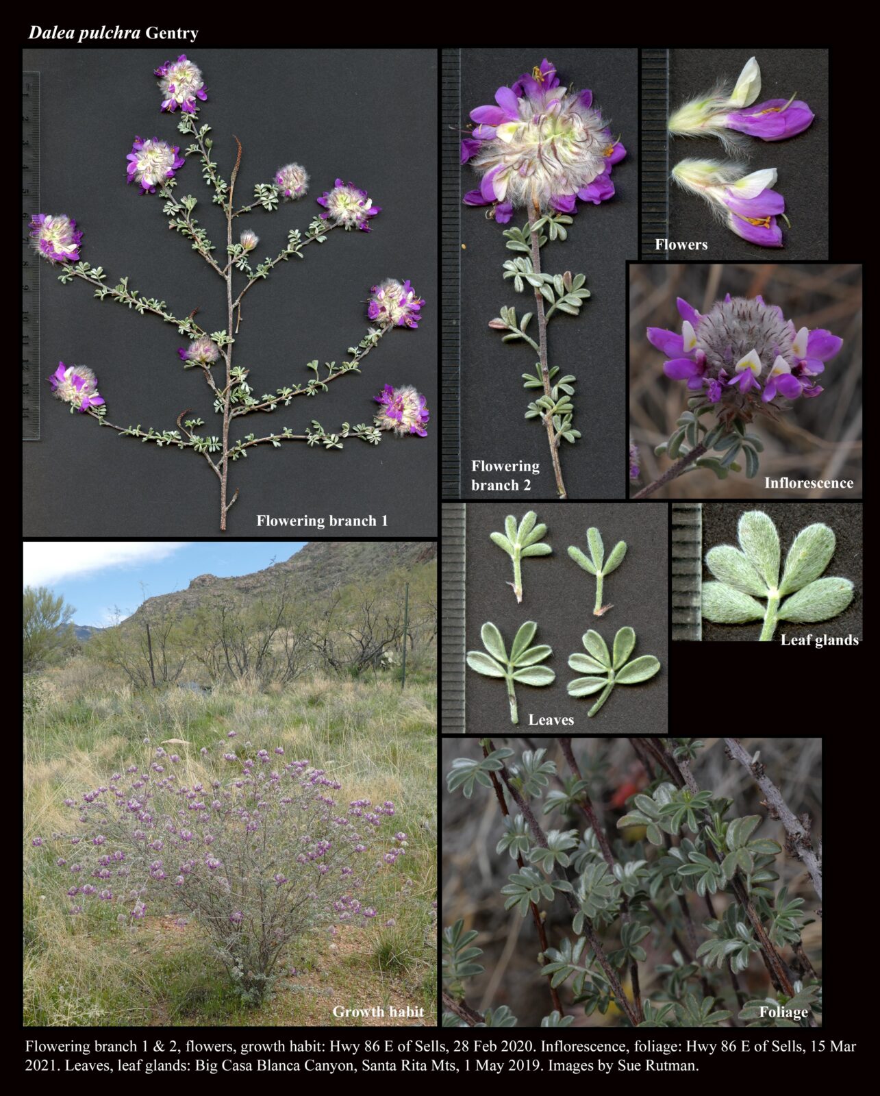 Dalea pulchra : The Arizona Native Plant Society