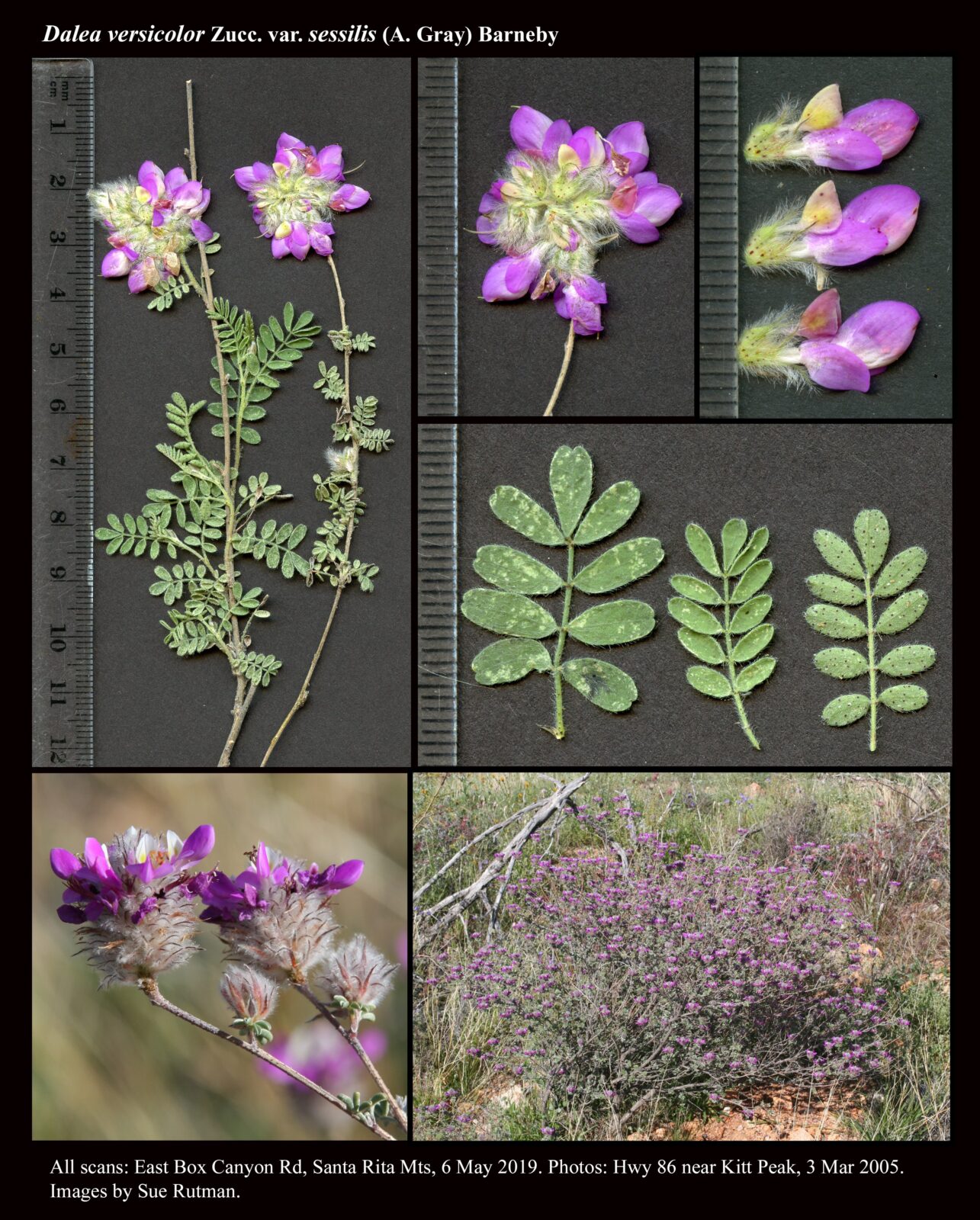 Dalea versicolor : The Arizona Native Plant Society