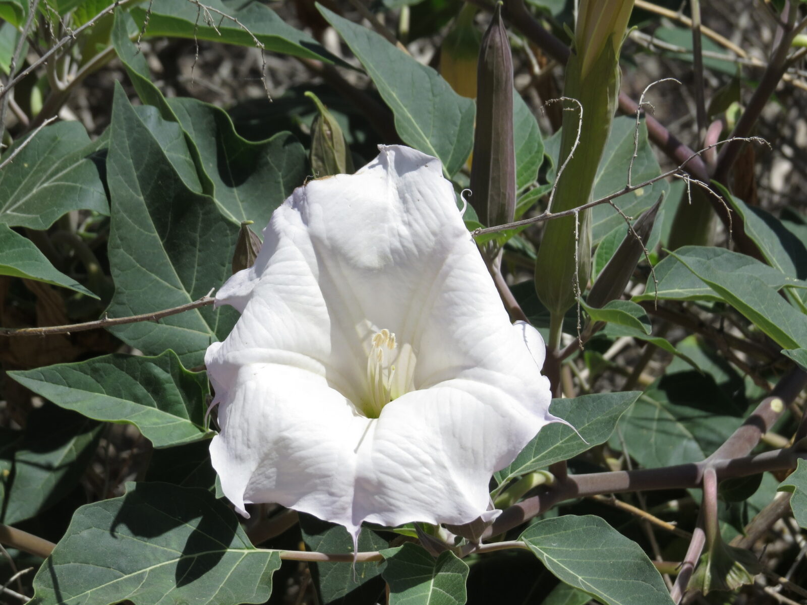 Plant Profile: Sacred Datura : The Arizona Native Plant Society