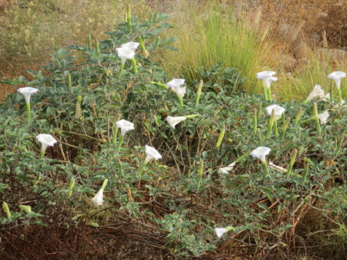 Plant Profile: Sacred Datura : The Arizona Native Plant Society