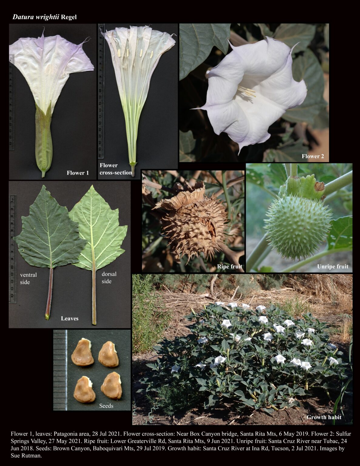 Datura wrightii : The Arizona Native Plant Society