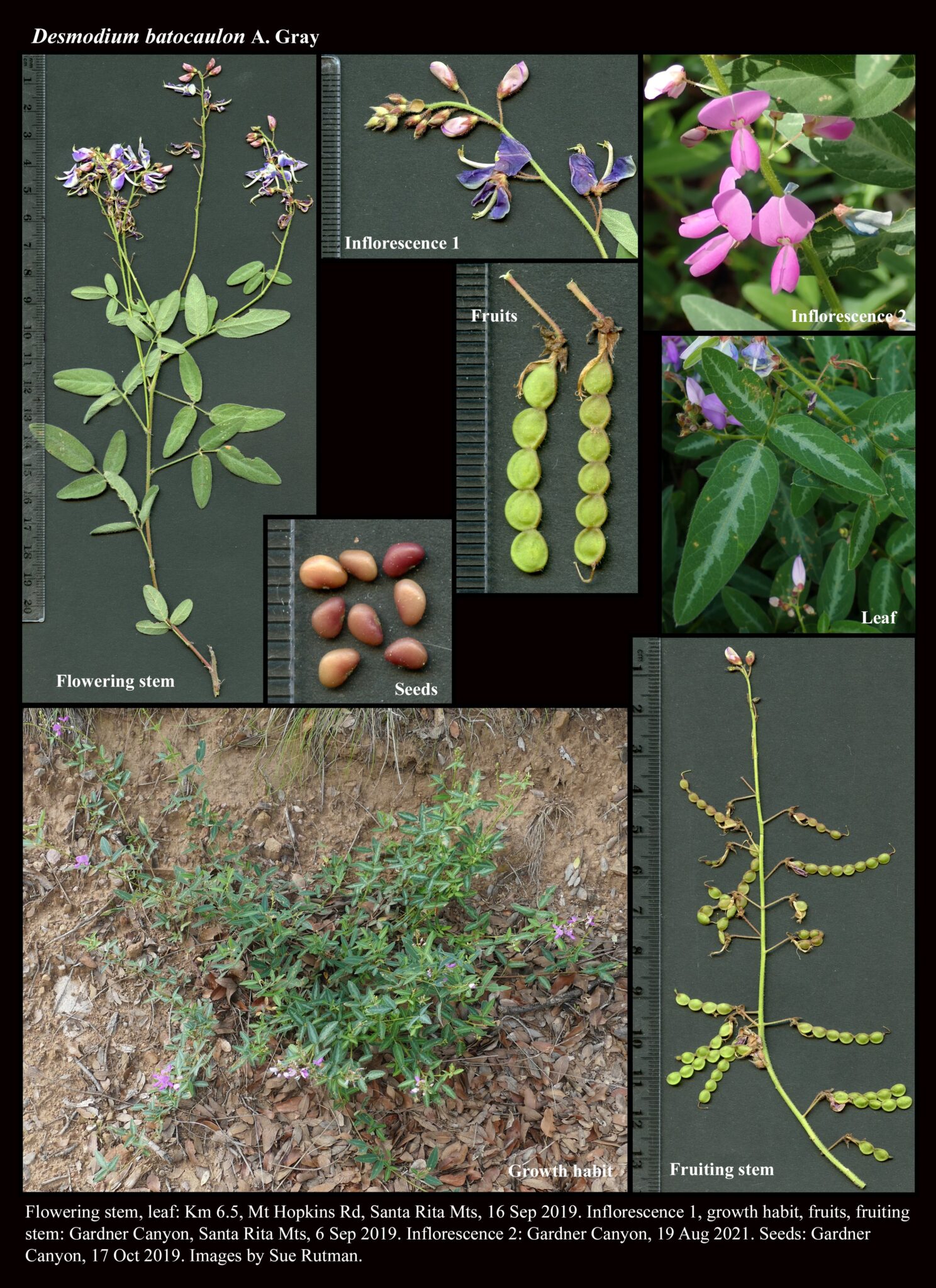 Desmodium batocaulon : The Arizona Native Plant Society