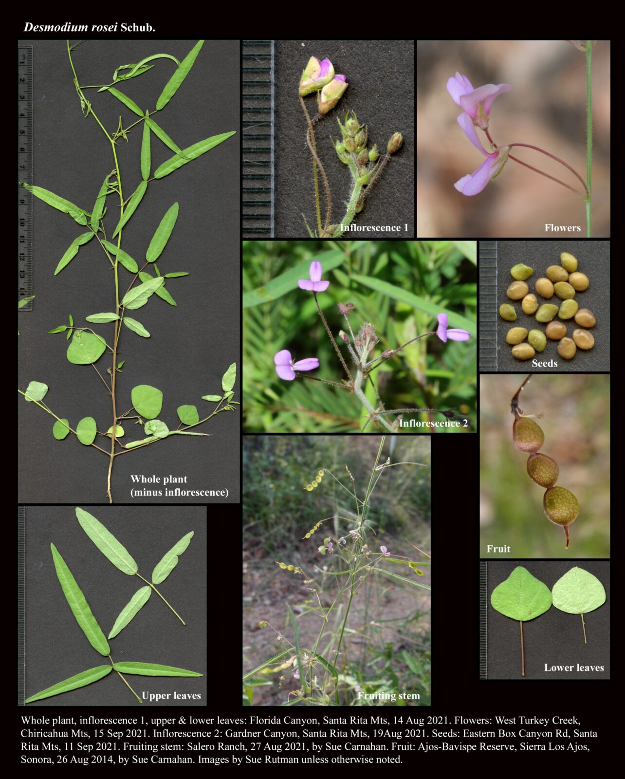 Desmodium rosei : The Arizona Native Plant Society