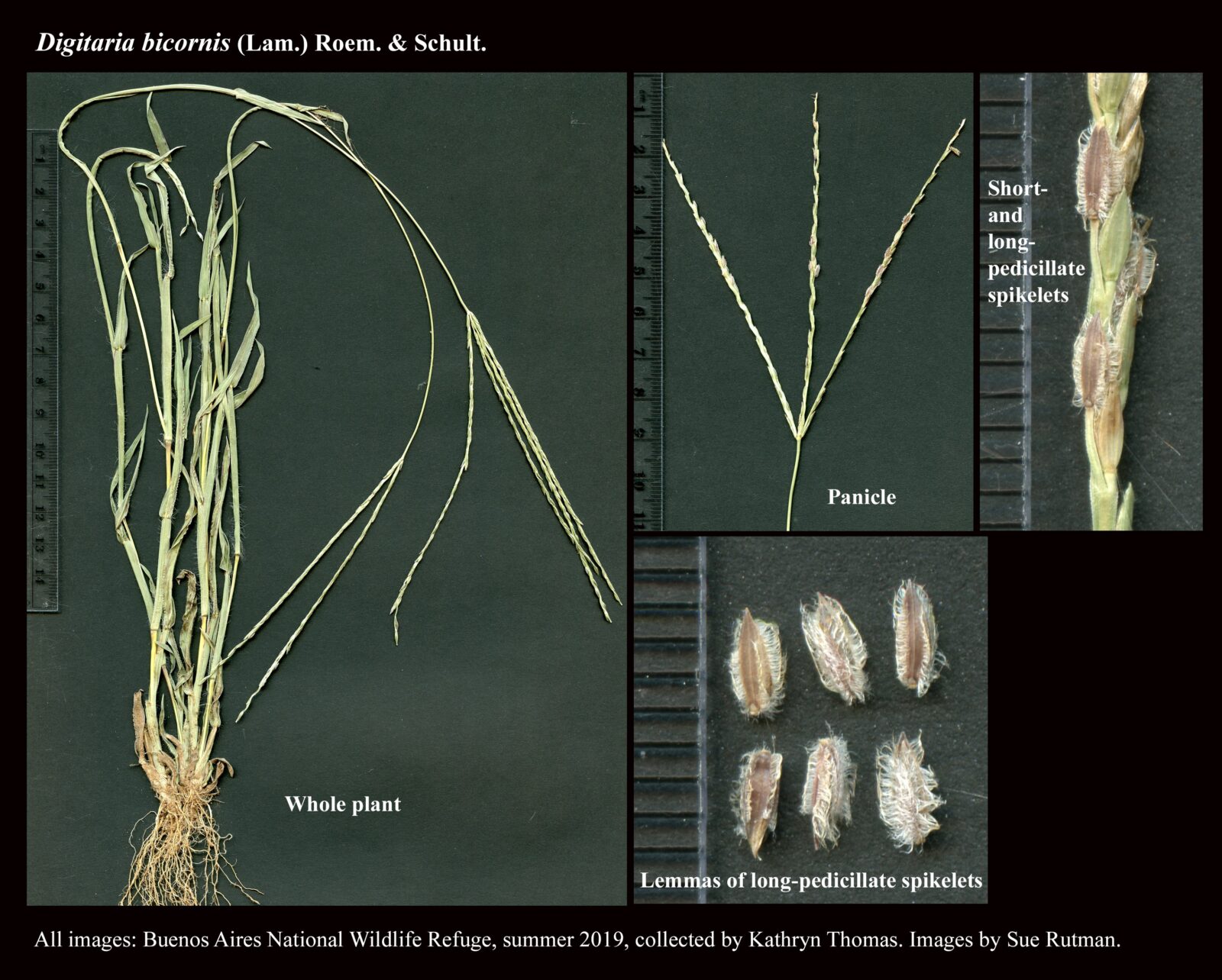 Digitaria bicornis : The Arizona Native Plant Society