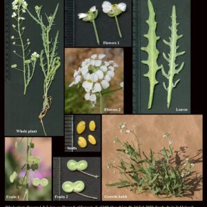 Family Brassicaceae : The Arizona Native Plant Society