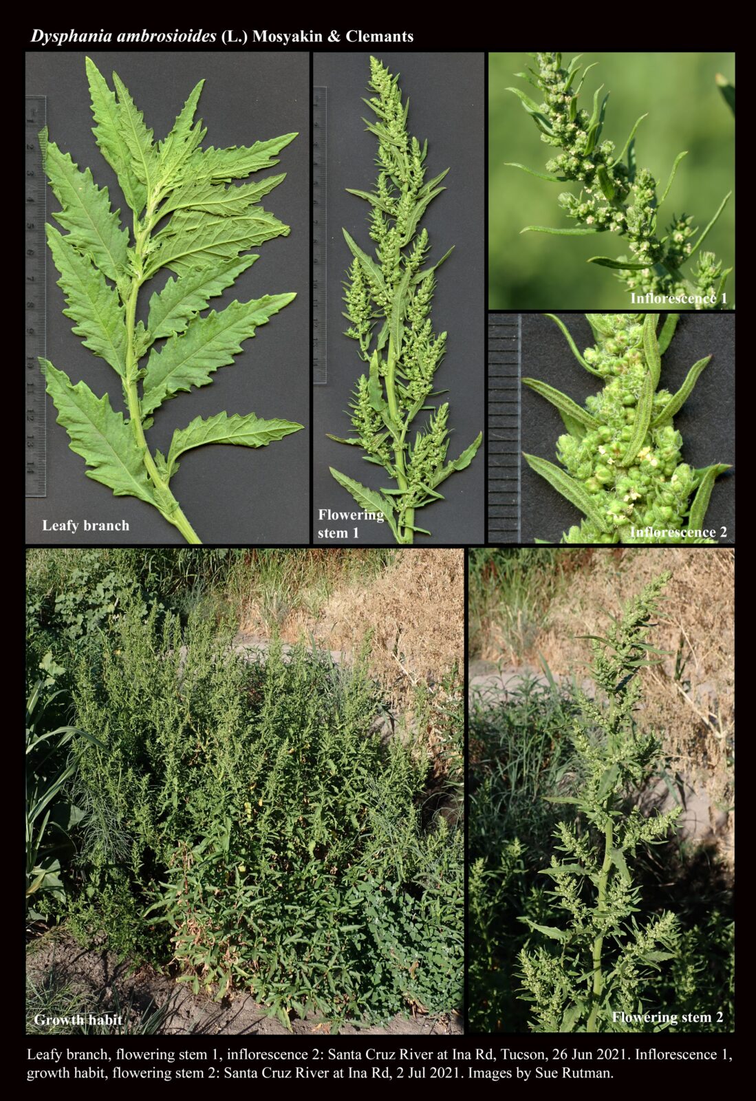 Dysphania ambrosioides : The Arizona Native Plant Society