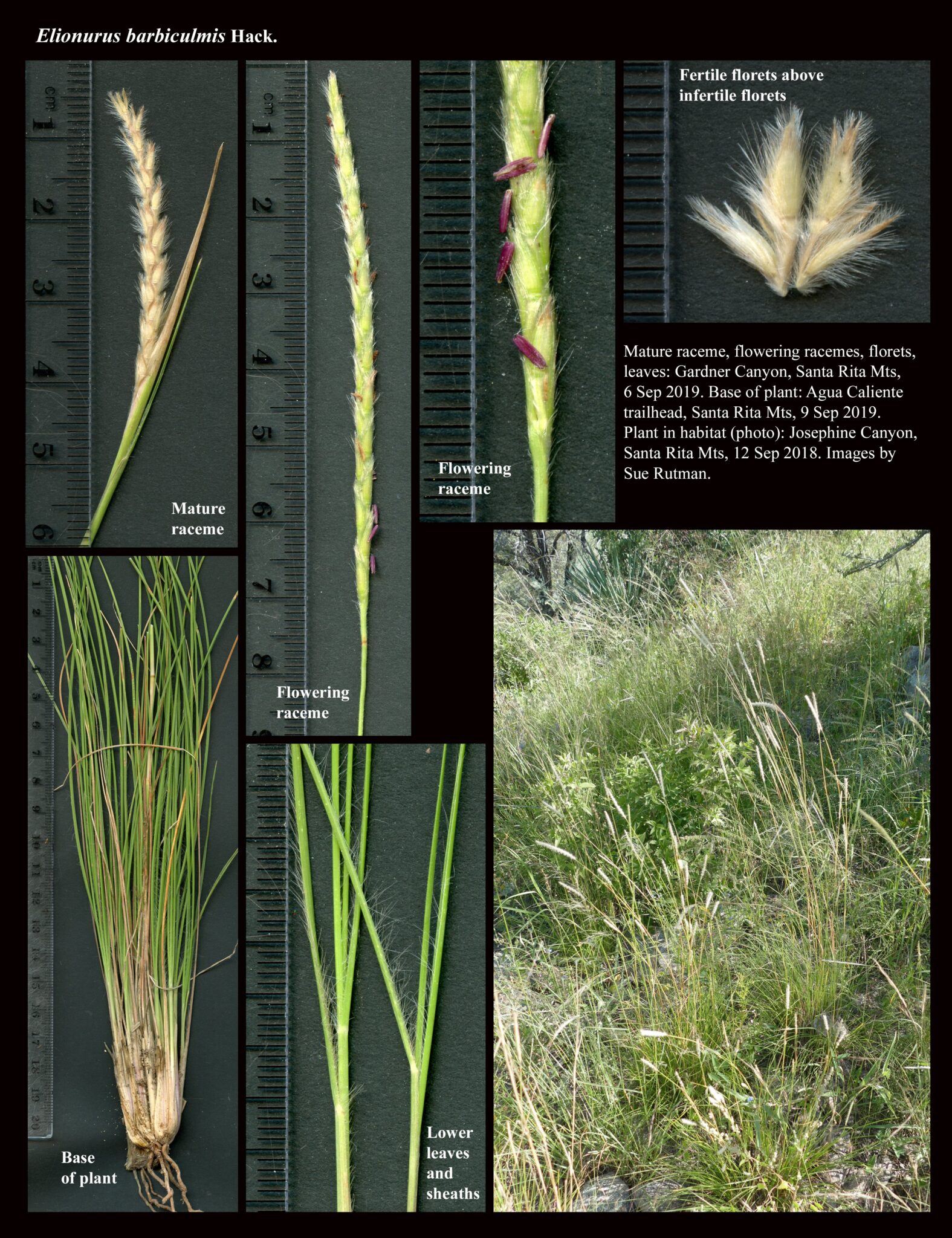 Elionurus barbiculmis : The Arizona Native Plant Society