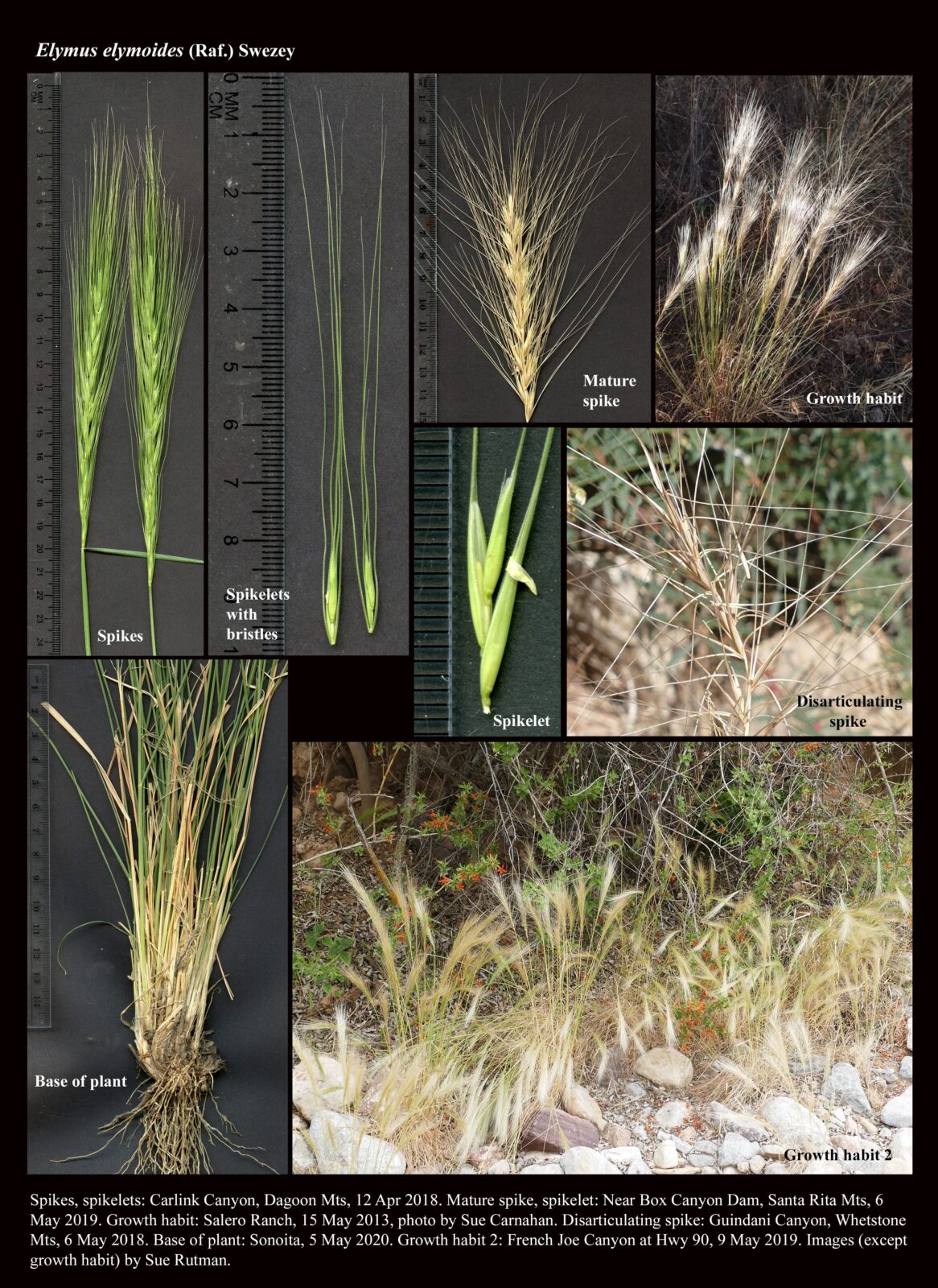 Elymus elymoides : The Arizona Native Plant Society