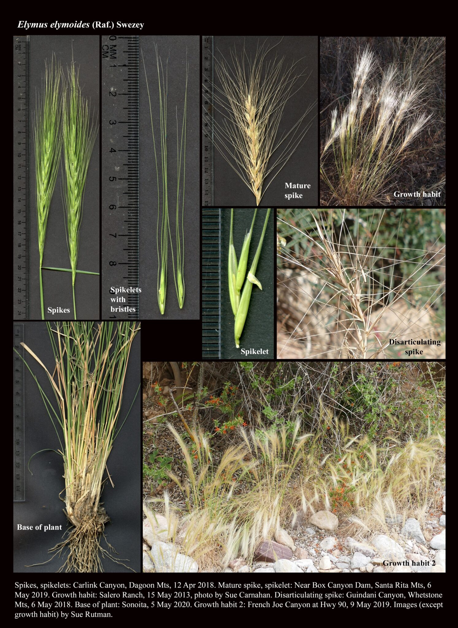 Elymus elymoides : The Arizona Native Plant Society