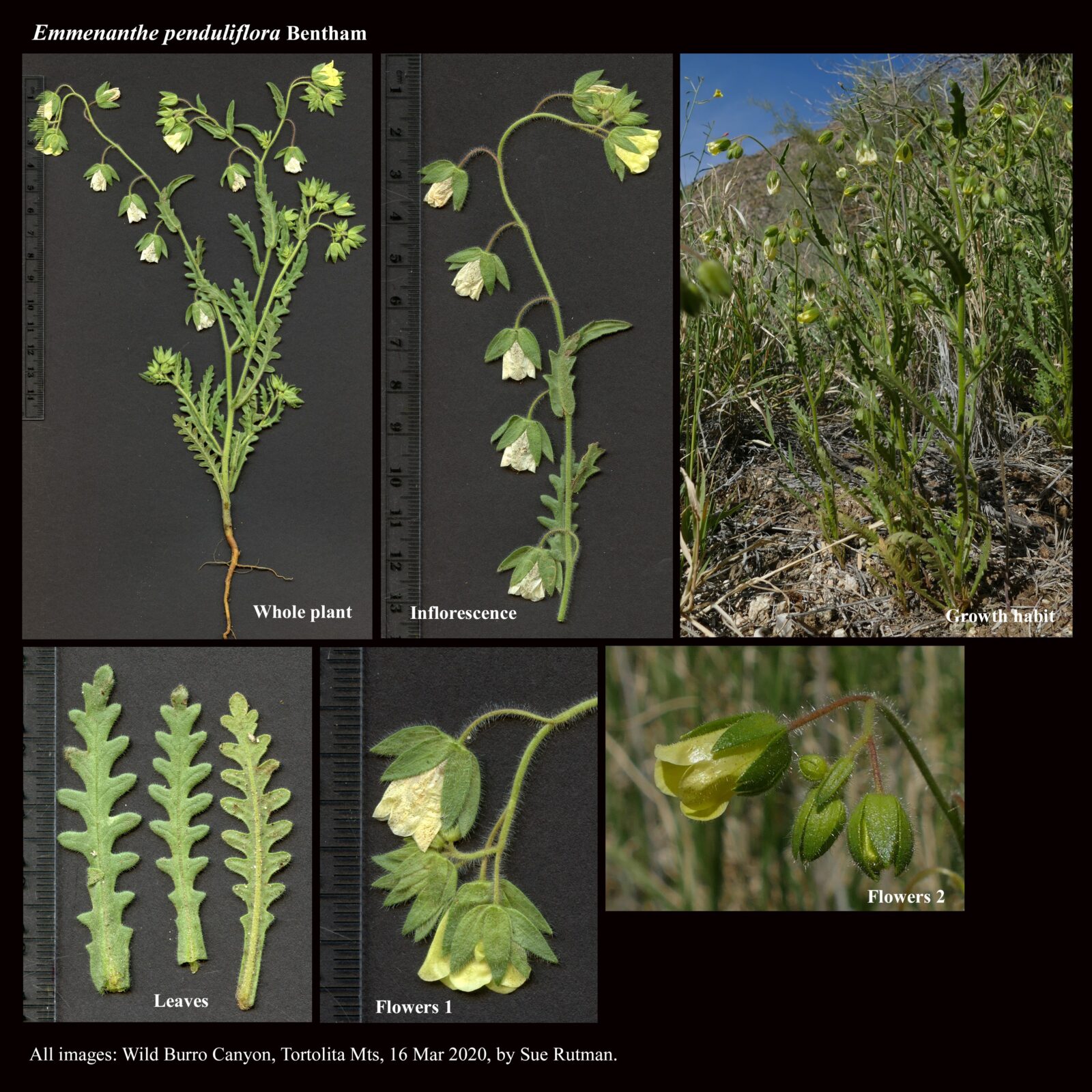 Family Boraginaceae : The Arizona Native Plant Society