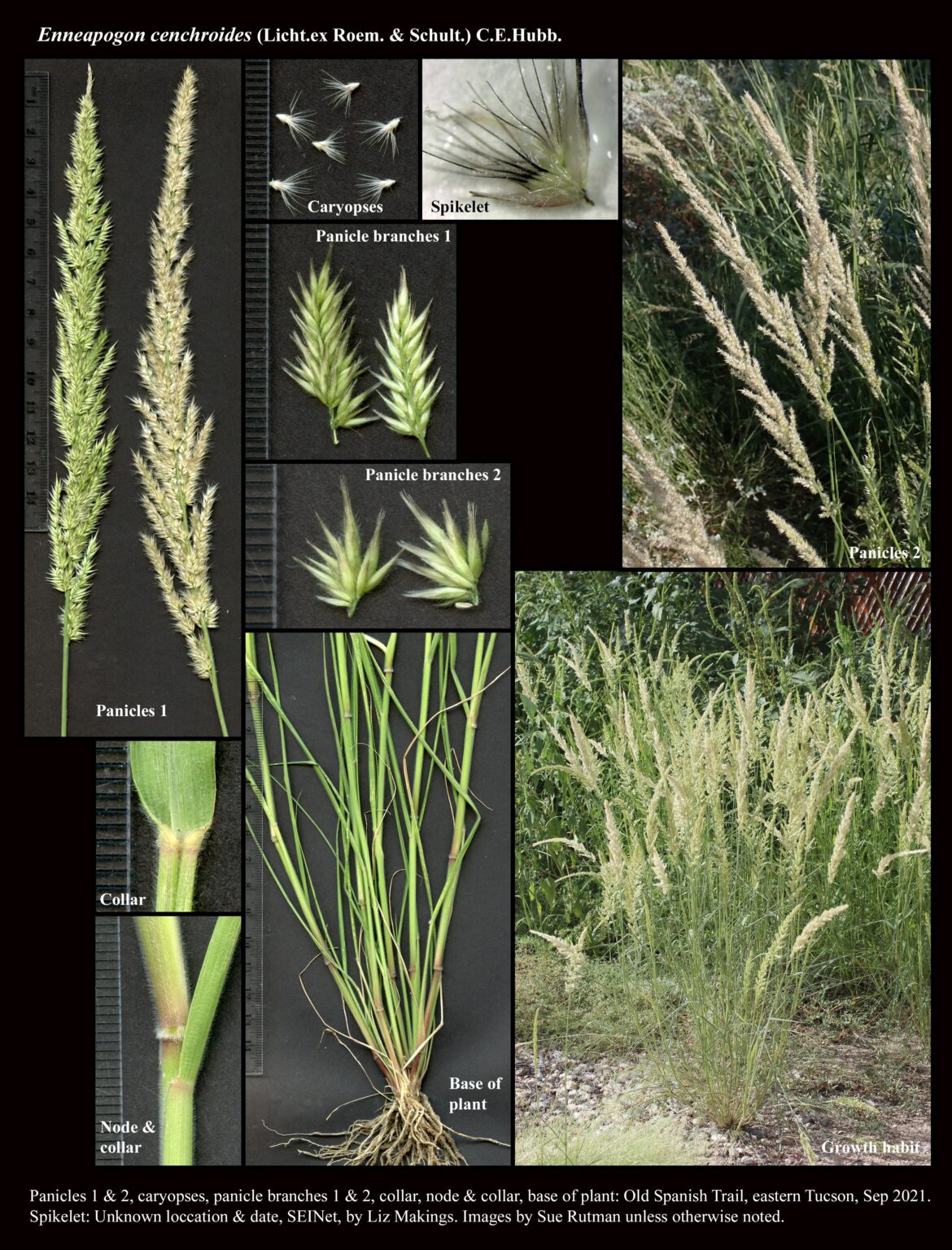 Enneapogon cenchroides : The Arizona Native Plant Society