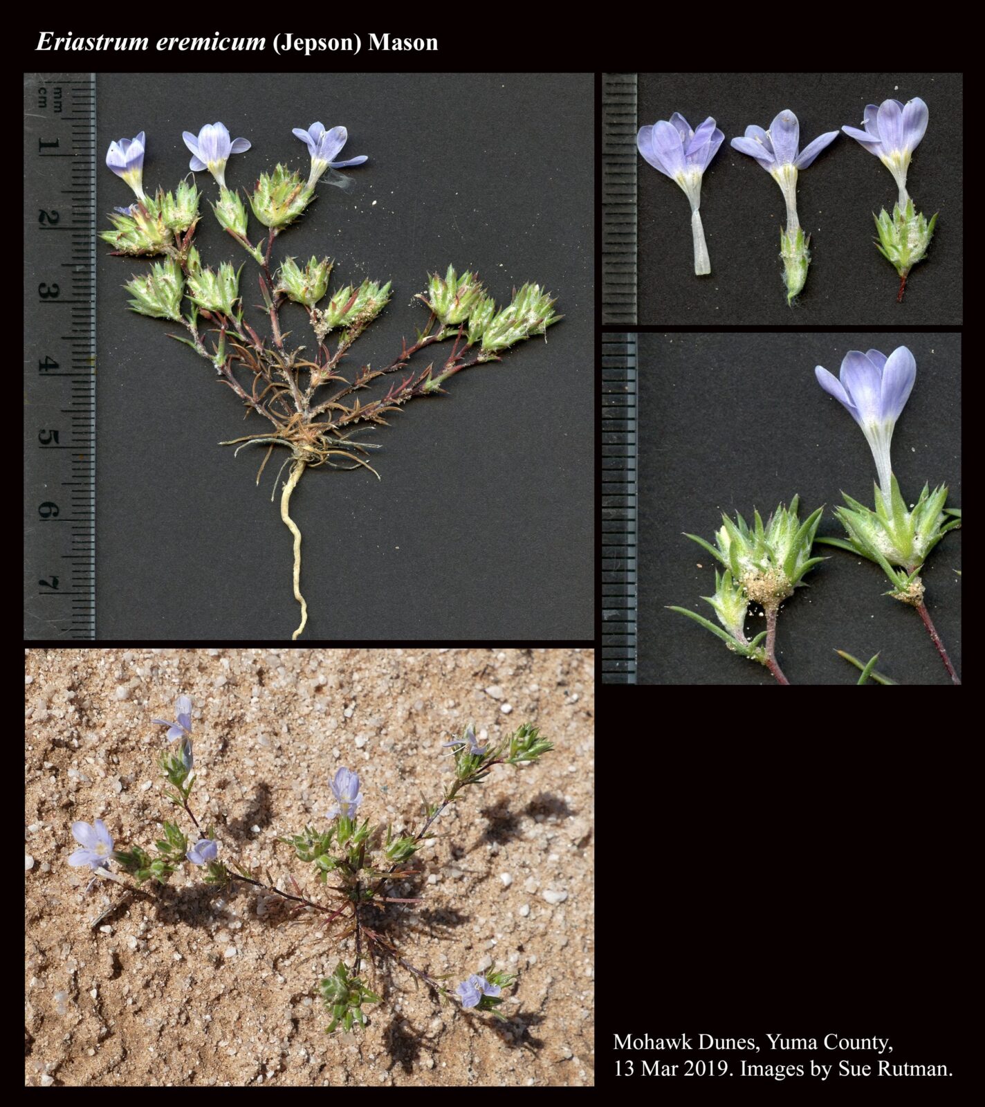 Eriastrum eremicum : The Arizona Native Plant Society