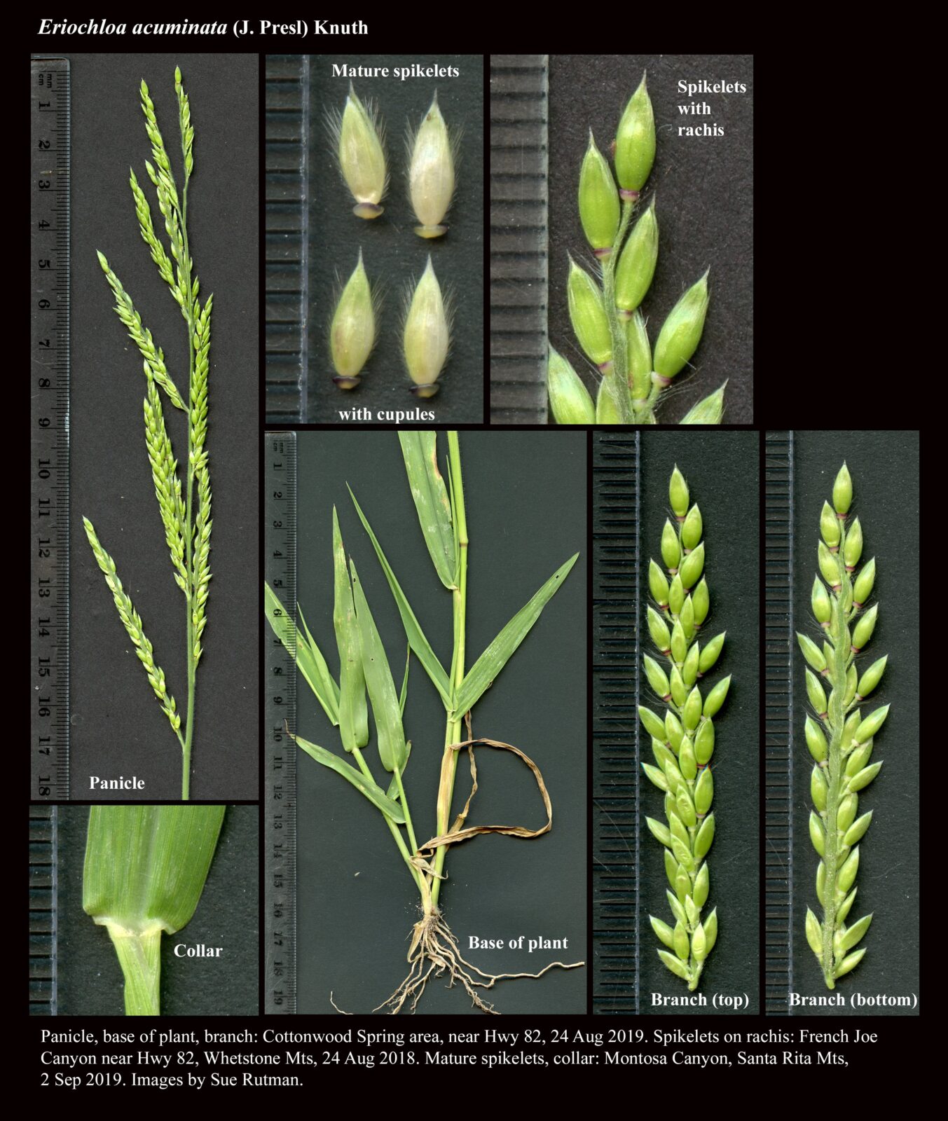 Eriochloa acuminata : The Arizona Native Plant Society