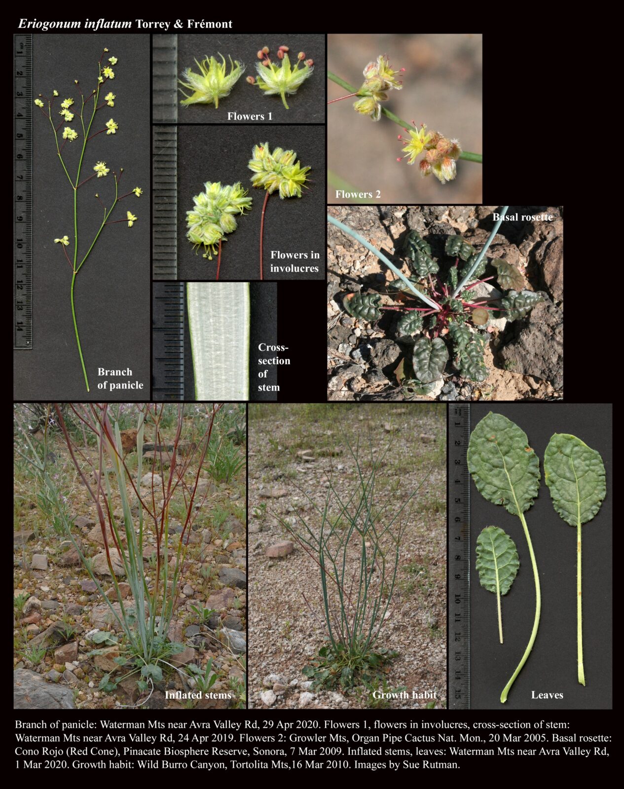 Eriogonum inflatum : The Arizona Native Plant Society