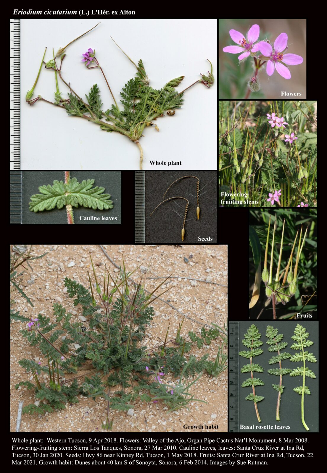 Erodium cicutarium : The Arizona Native Plant Society