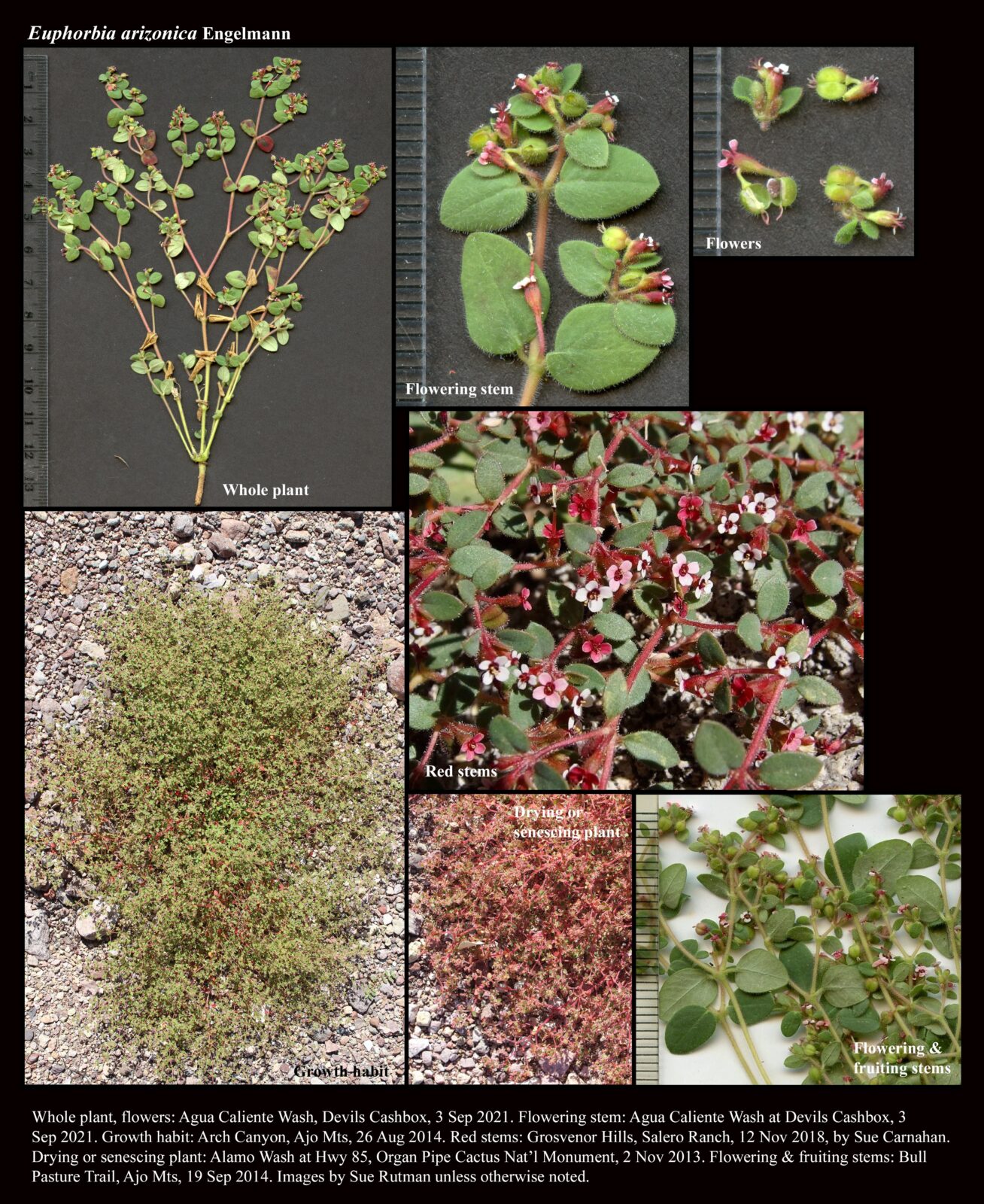 Euphorbia arizonica : The Arizona Native Plant Society