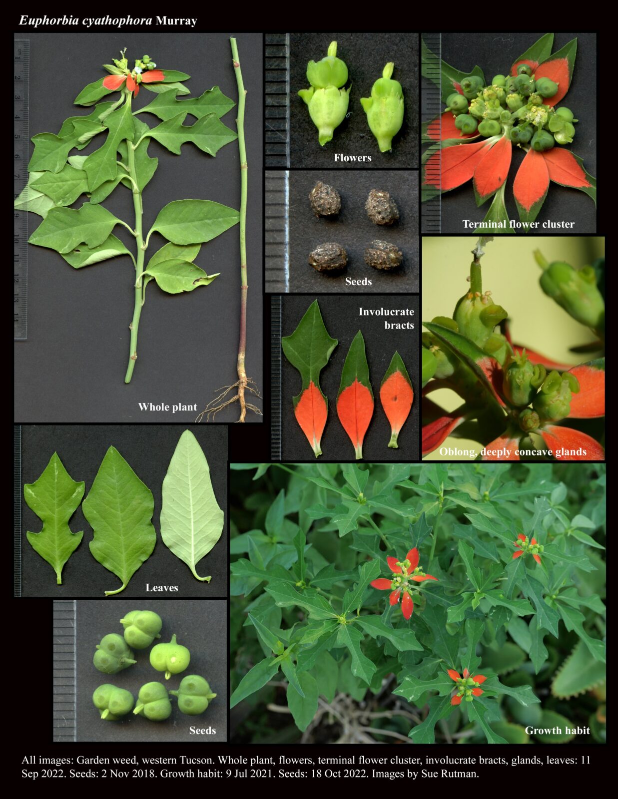 Euphorbia cyathophora : The Arizona Native Plant Society