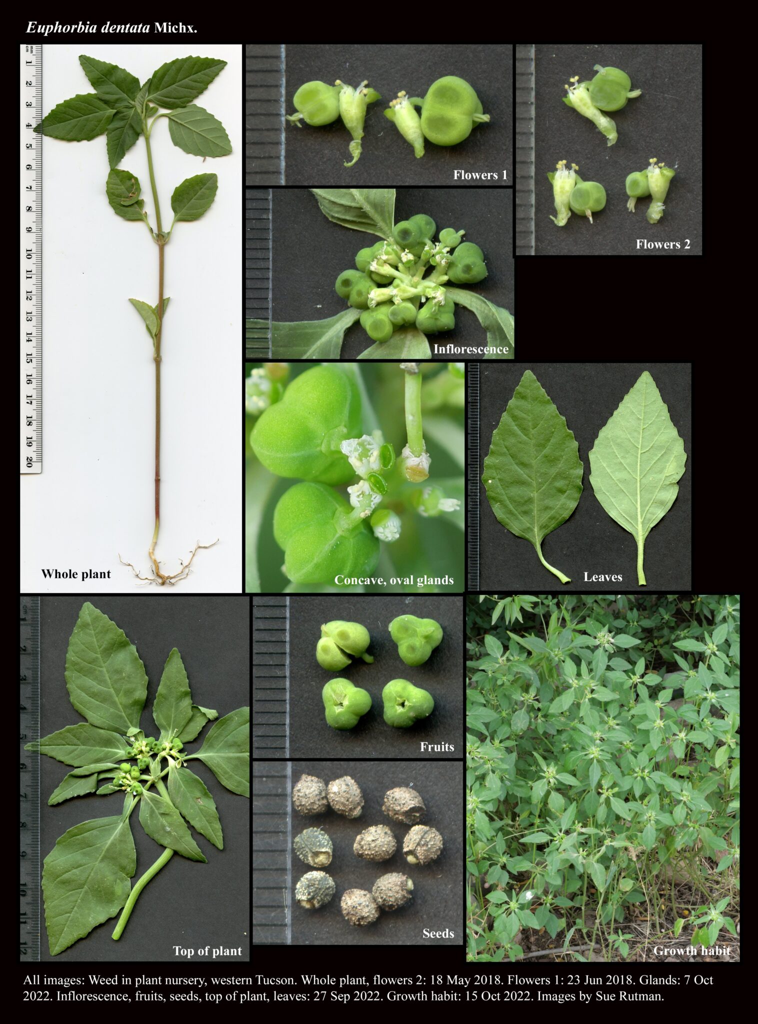 Euphorbia dentata : The Arizona Native Plant Society