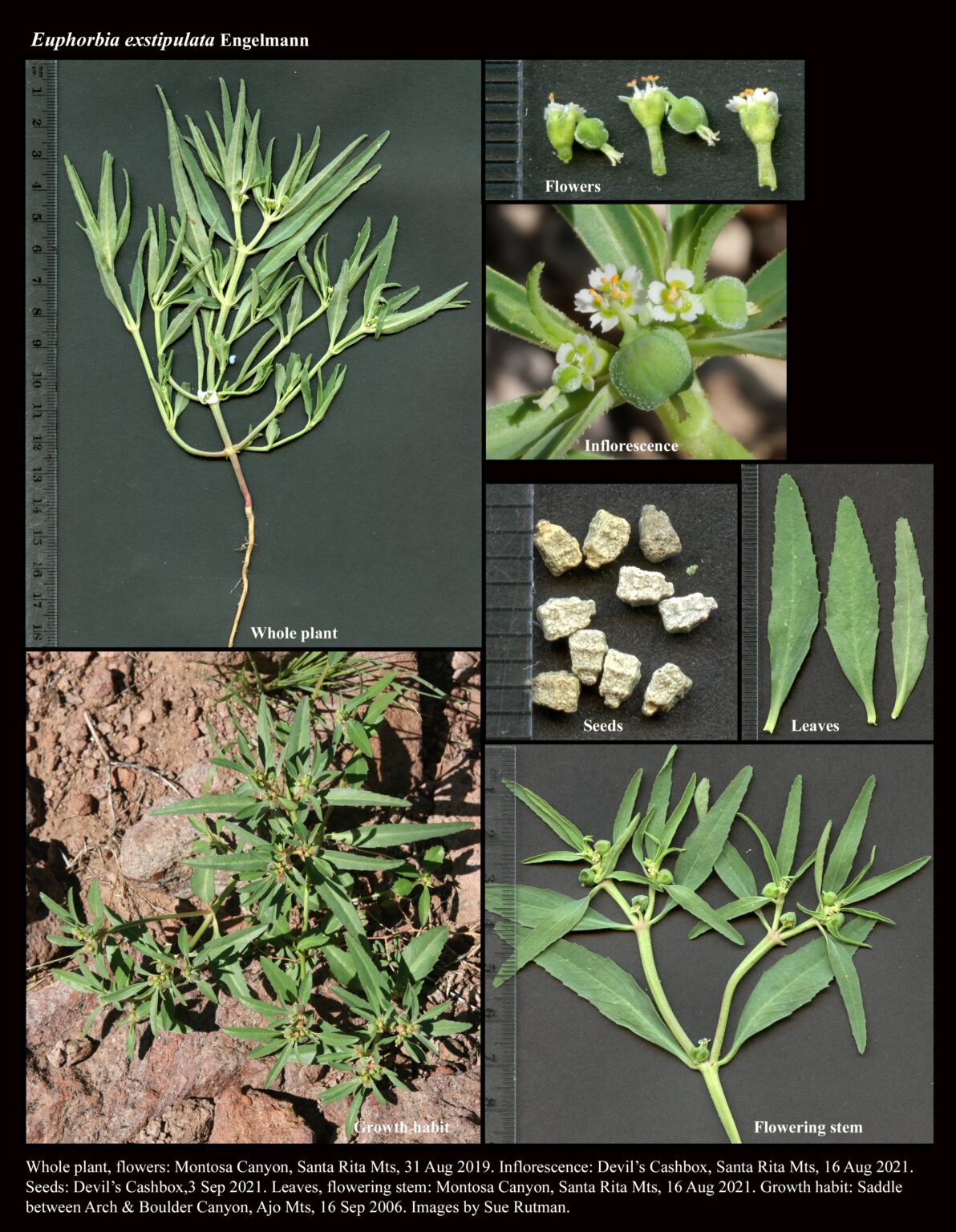 Euphorbia exstipulata : The Arizona Native Plant Society