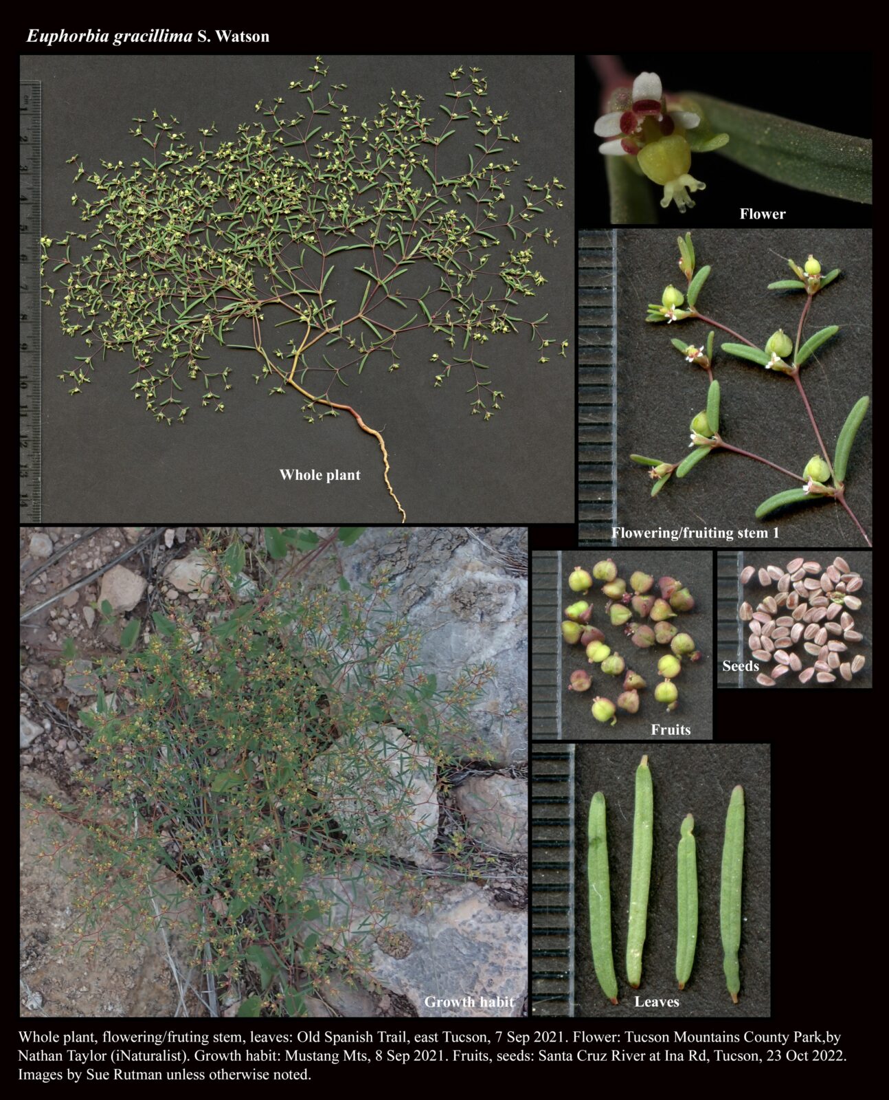 Euphorbia gracillima : The Arizona Native Plant Society