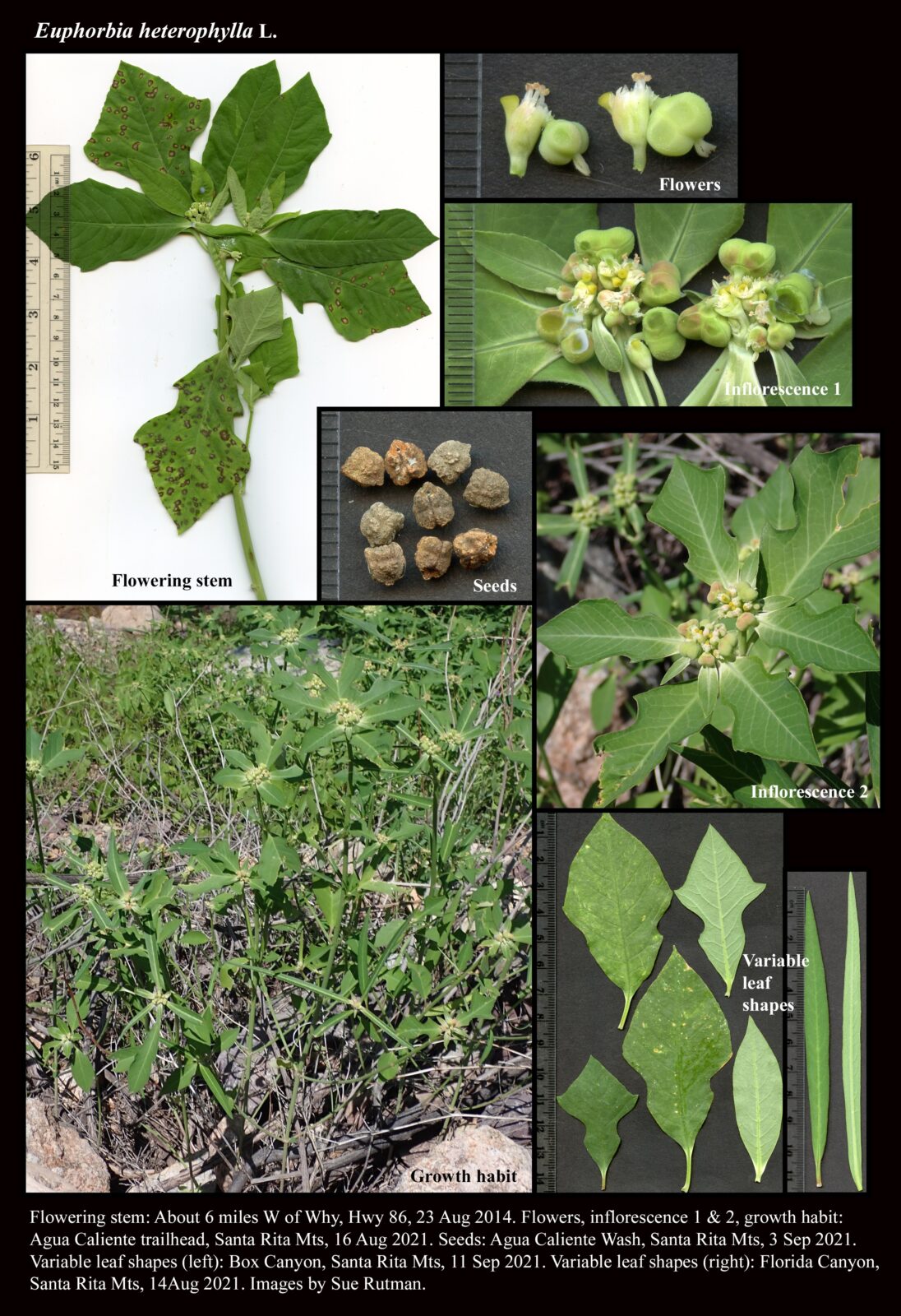 Euphorbia heterophylla : The Arizona Native Plant Society