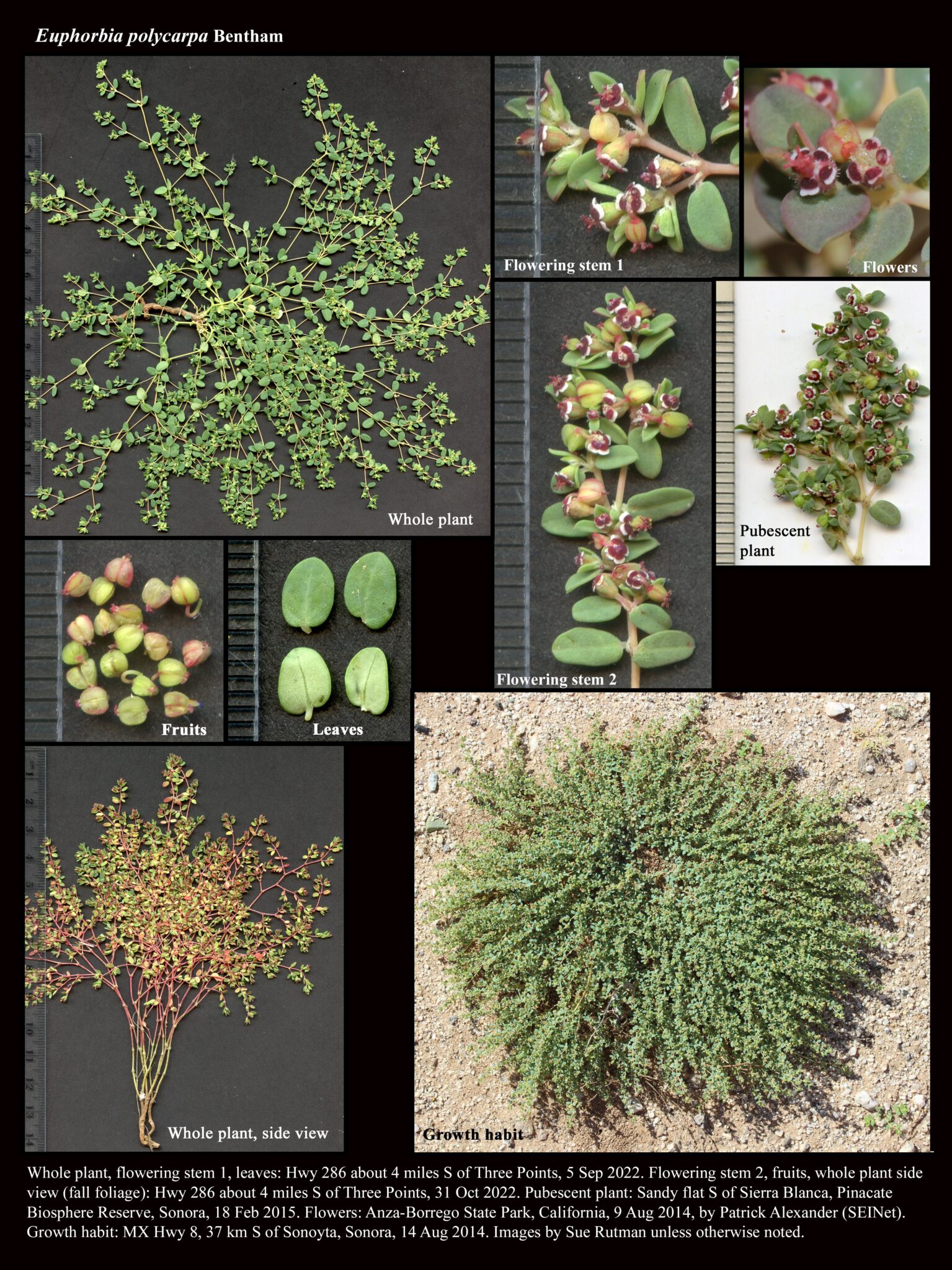Euphorbia polycarpa : The Arizona Native Plant Society