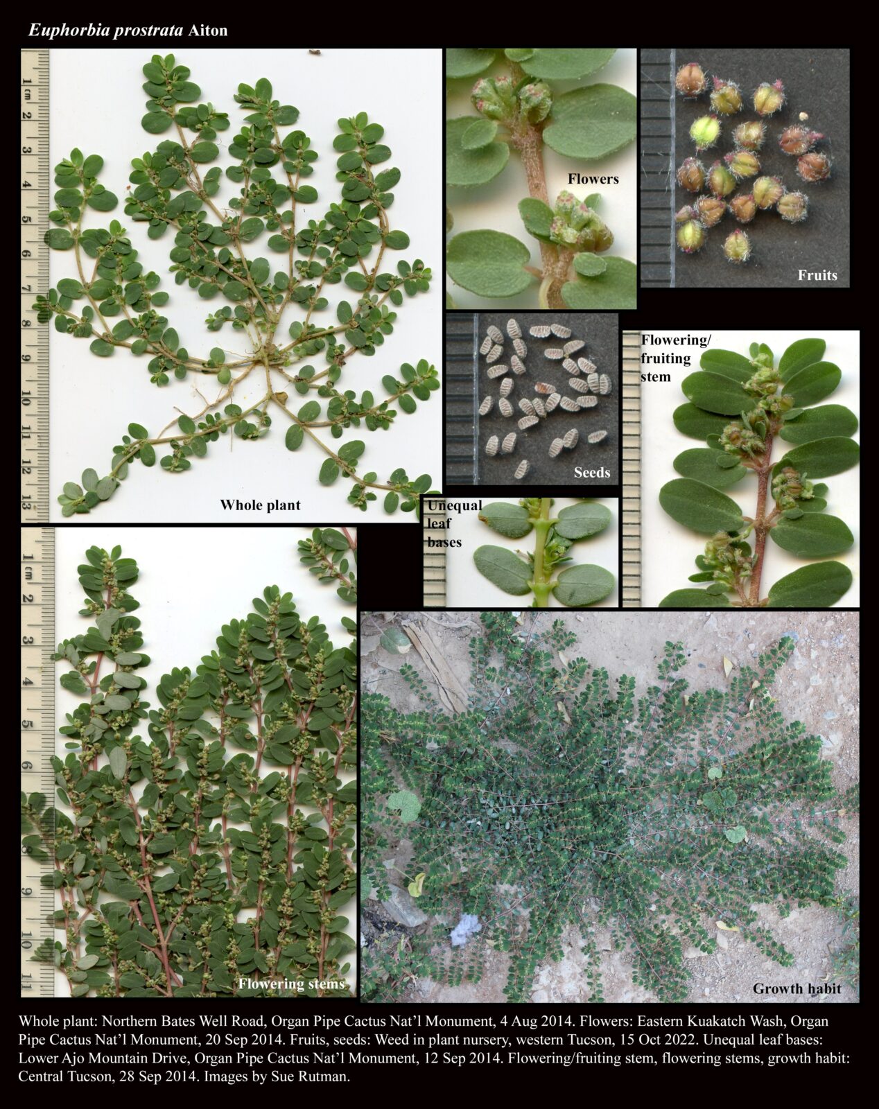 Euphorbia prostrata : The Arizona Native Plant Society