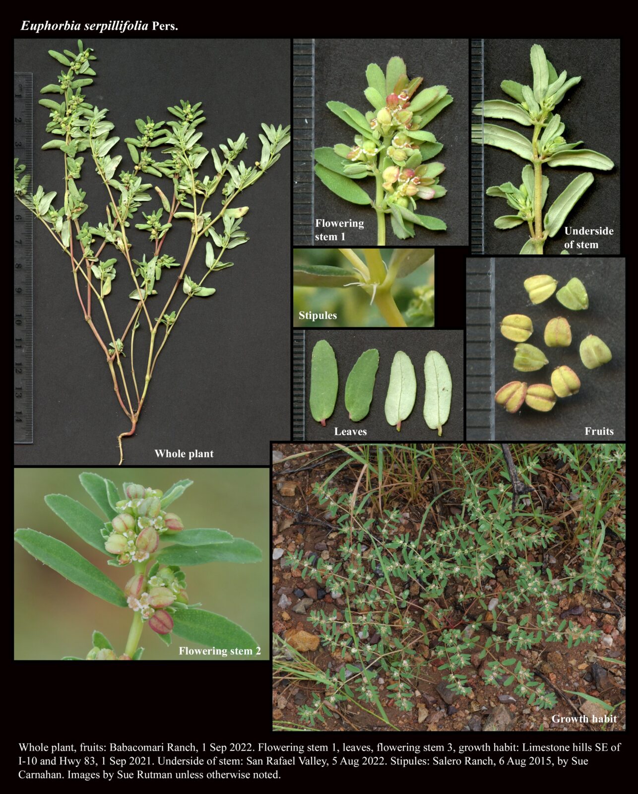 Euphorbia serpillifolia : The Arizona Native Plant Society