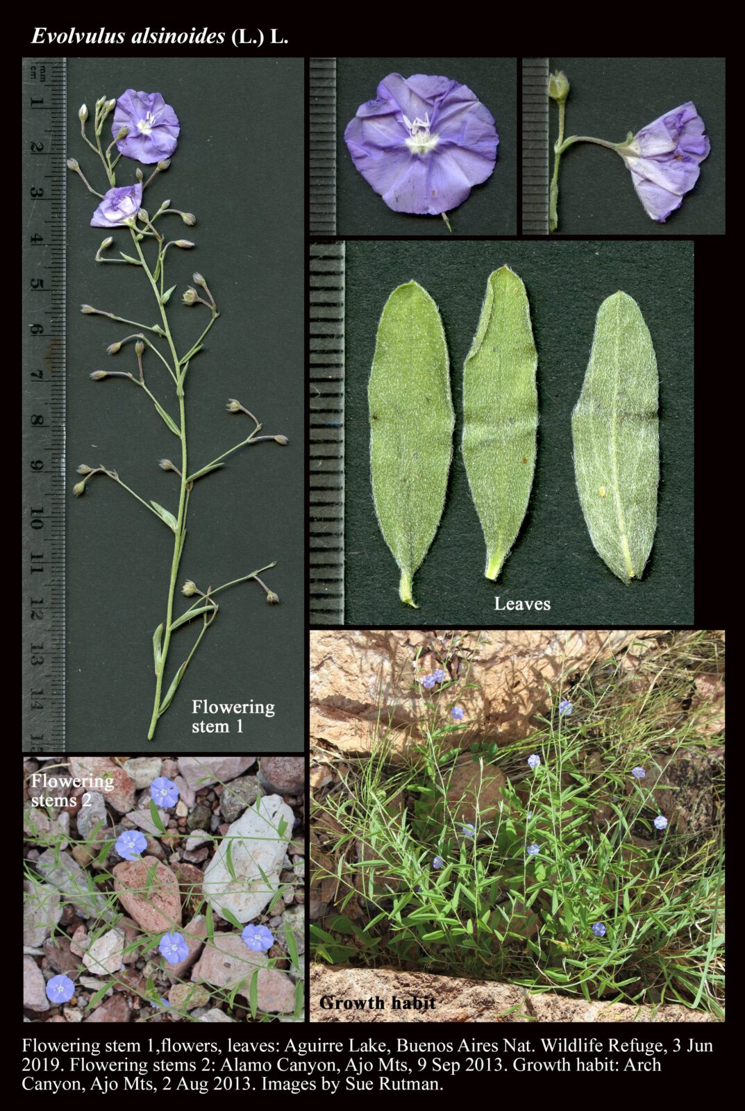 Evolvulus alsinioides : The Arizona Native Plant Society