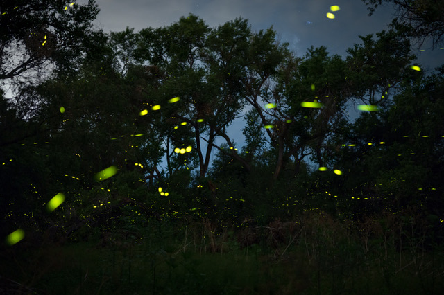 Tucson September Chapter Meeting – Arizona Fireflies, presented by Dr ...