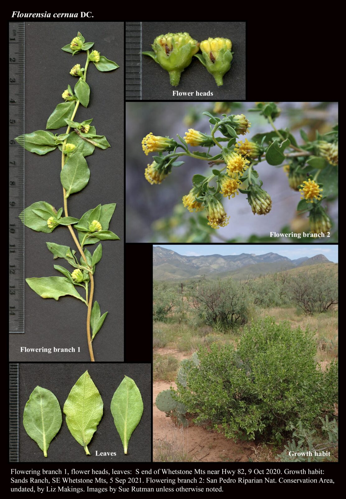Flourensia cernua : The Arizona Native Plant Society