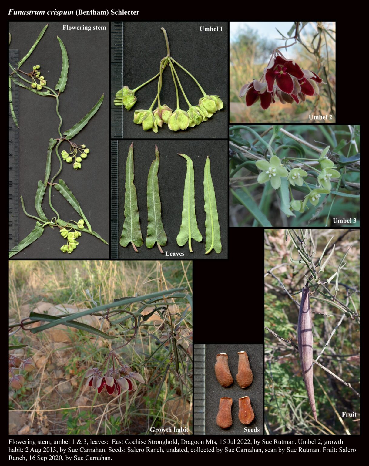 Funastrum crispum : The Arizona Native Plant Society