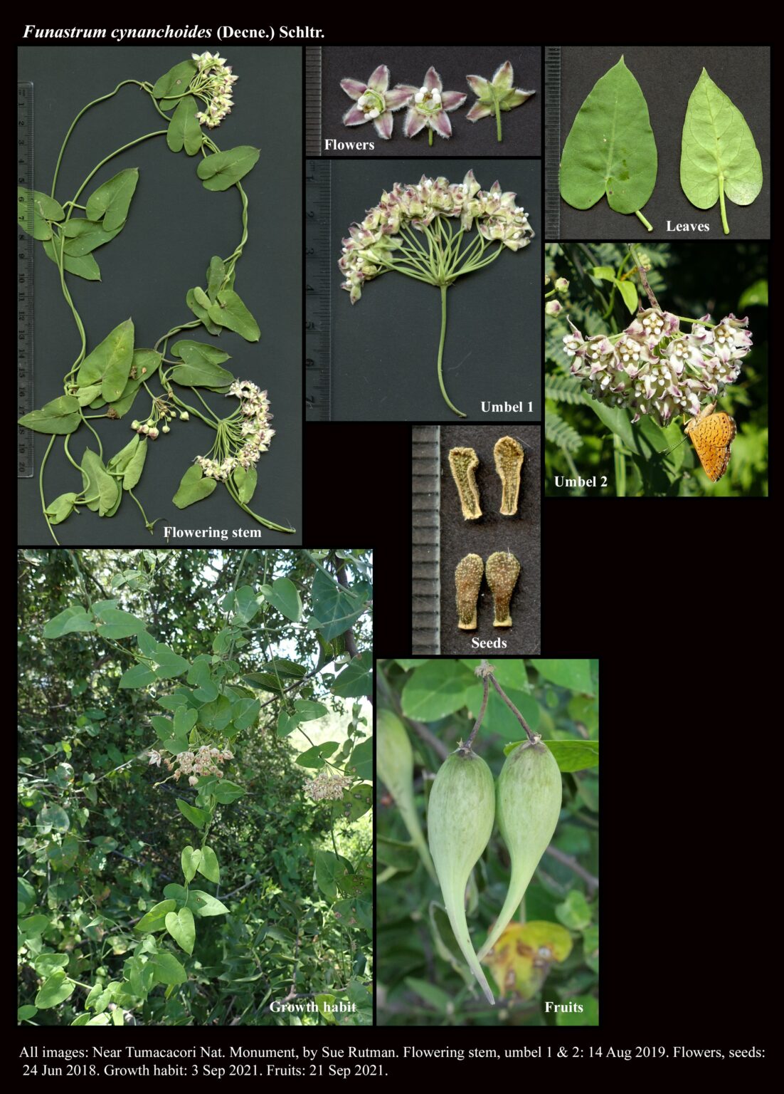 Funastrum cynanchoides : The Arizona Native Plant Society