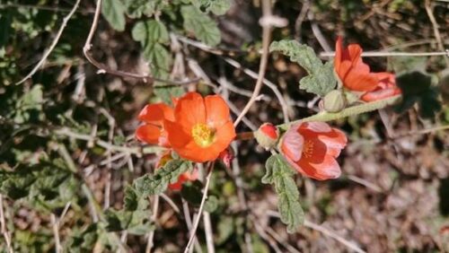 Plant Profile: Desert Globemallow : The Arizona Native Plant Society