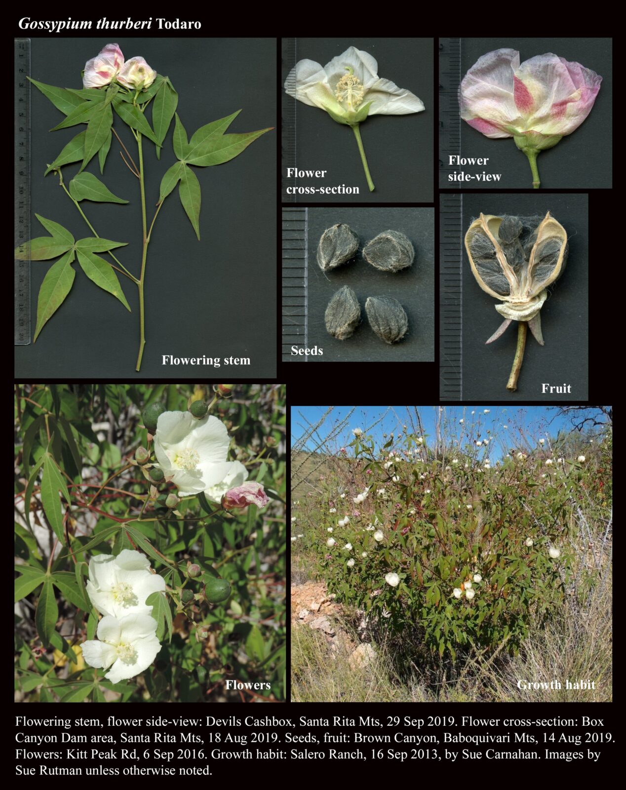 Gossypium thurberi : The Arizona Native Plant Society