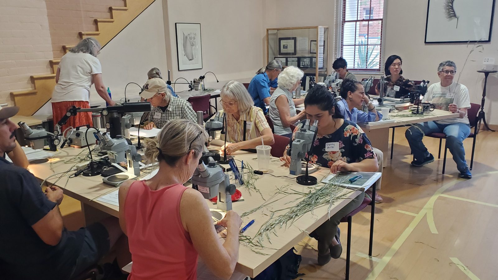 Grass Identification Class at UA Herbarium : The Arizona Native Plant ...