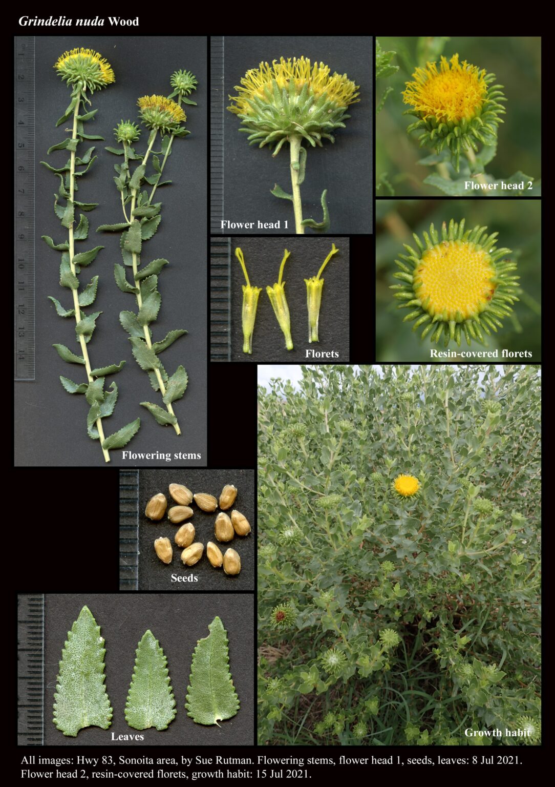 Grindelia nuda : The Arizona Native Plant Society