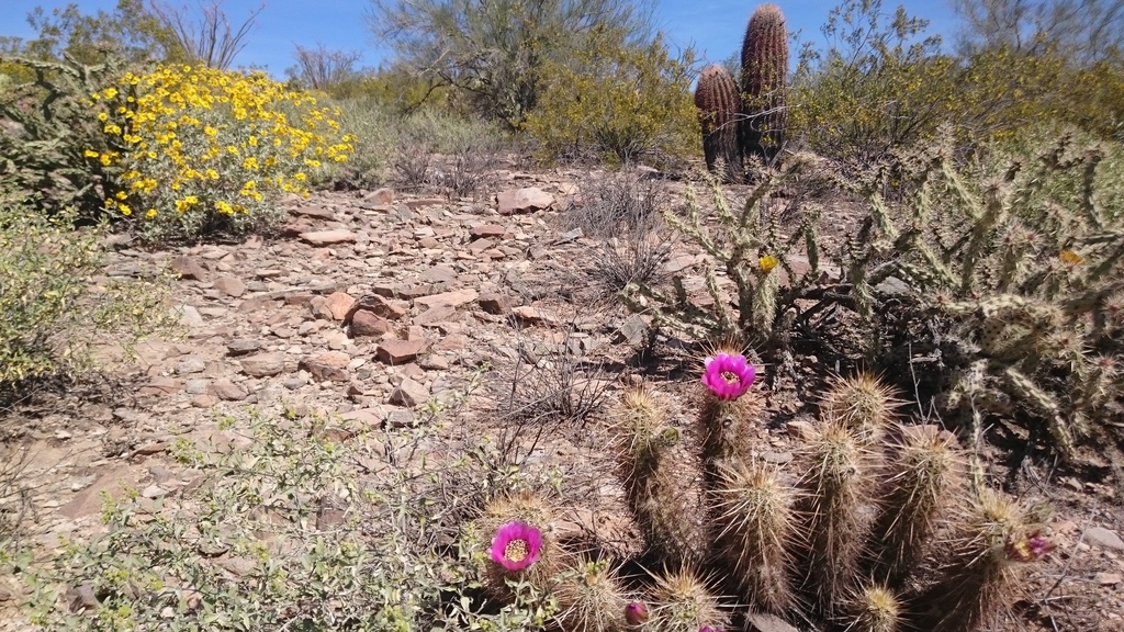 Plant Profile: Engelmann’s Hedgehog Cactus : The Arizona Native Plant ...