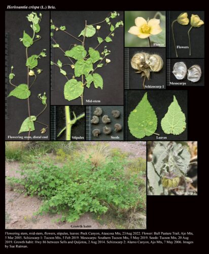 Herissantia crispa : The Arizona Native Plant Society