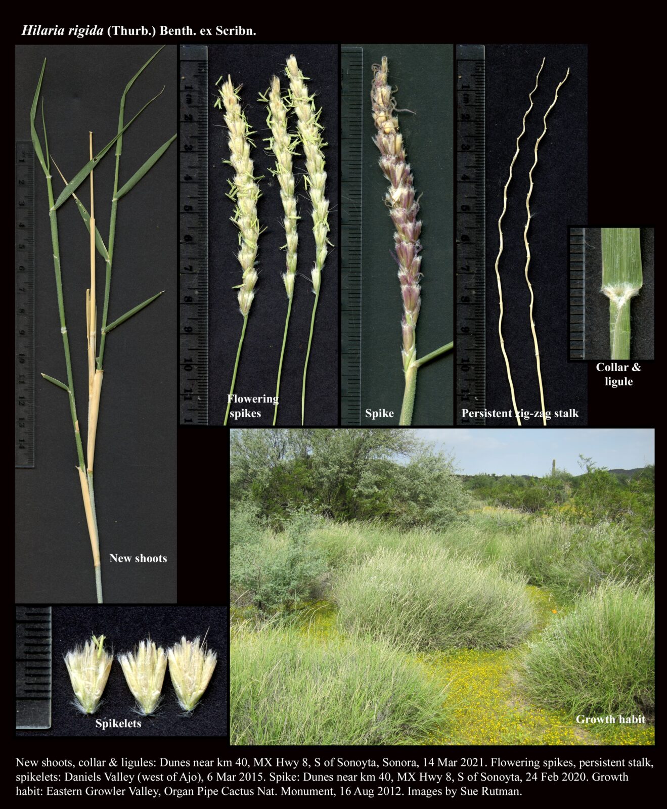 Hilaria rigida : The Arizona Native Plant Society